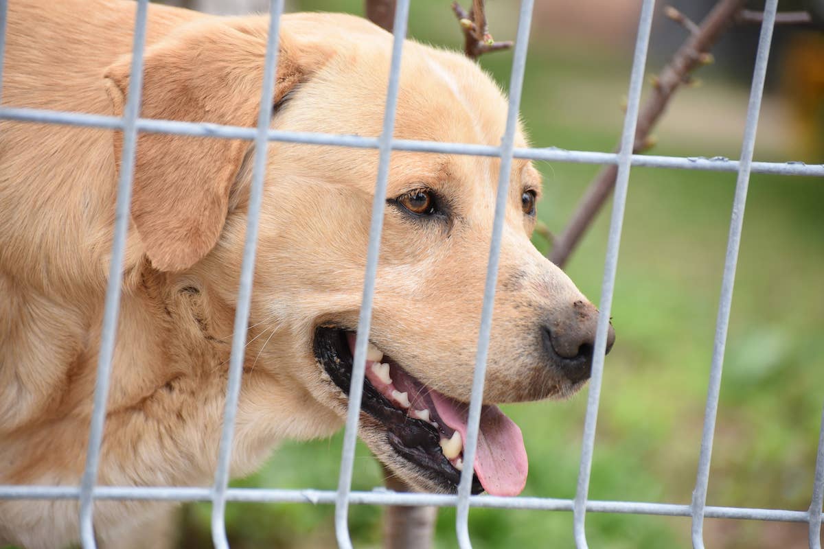 Senior Labrador's Kind Gesture After Realizing Mom Has a Baby in Her ...