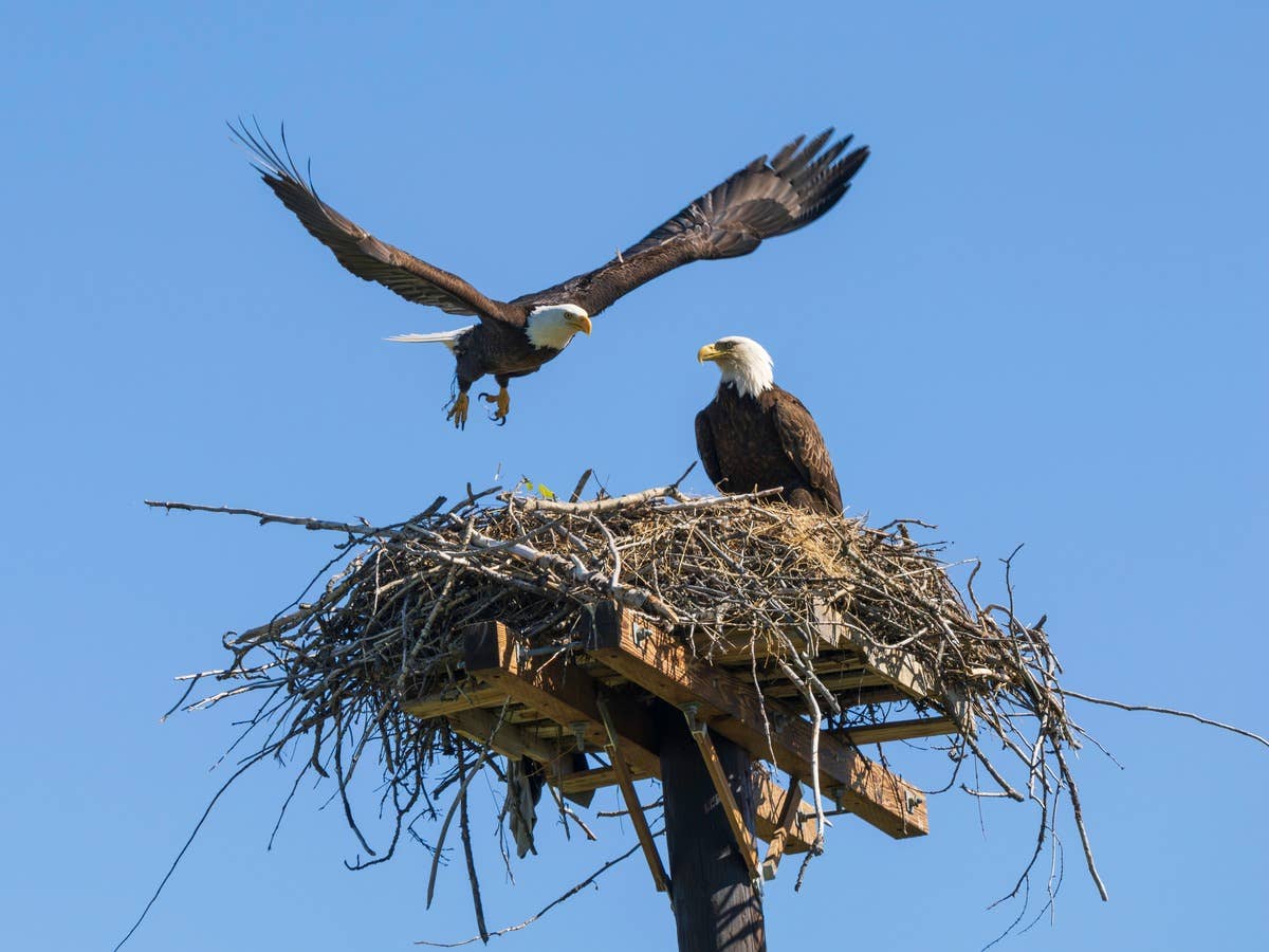 Video Captures Moment Famous Big Bear Eagles Welcome First of Three ...