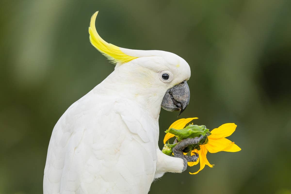 Cockatoo's Cute Way of Declaring He's a 'Good Boy' Is Impossible to Deny