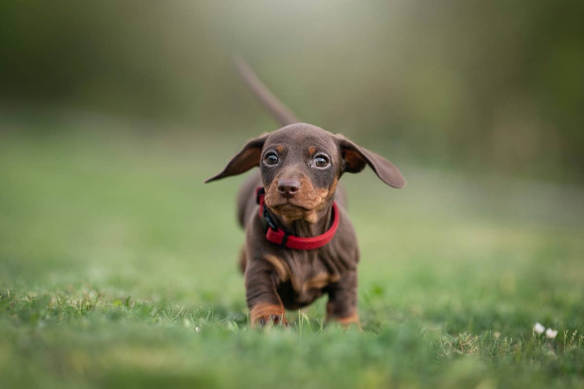 Dog Mom’s Sweet Way of Waking Up Deaf Dachshund Puppy Is the Epitome of ...