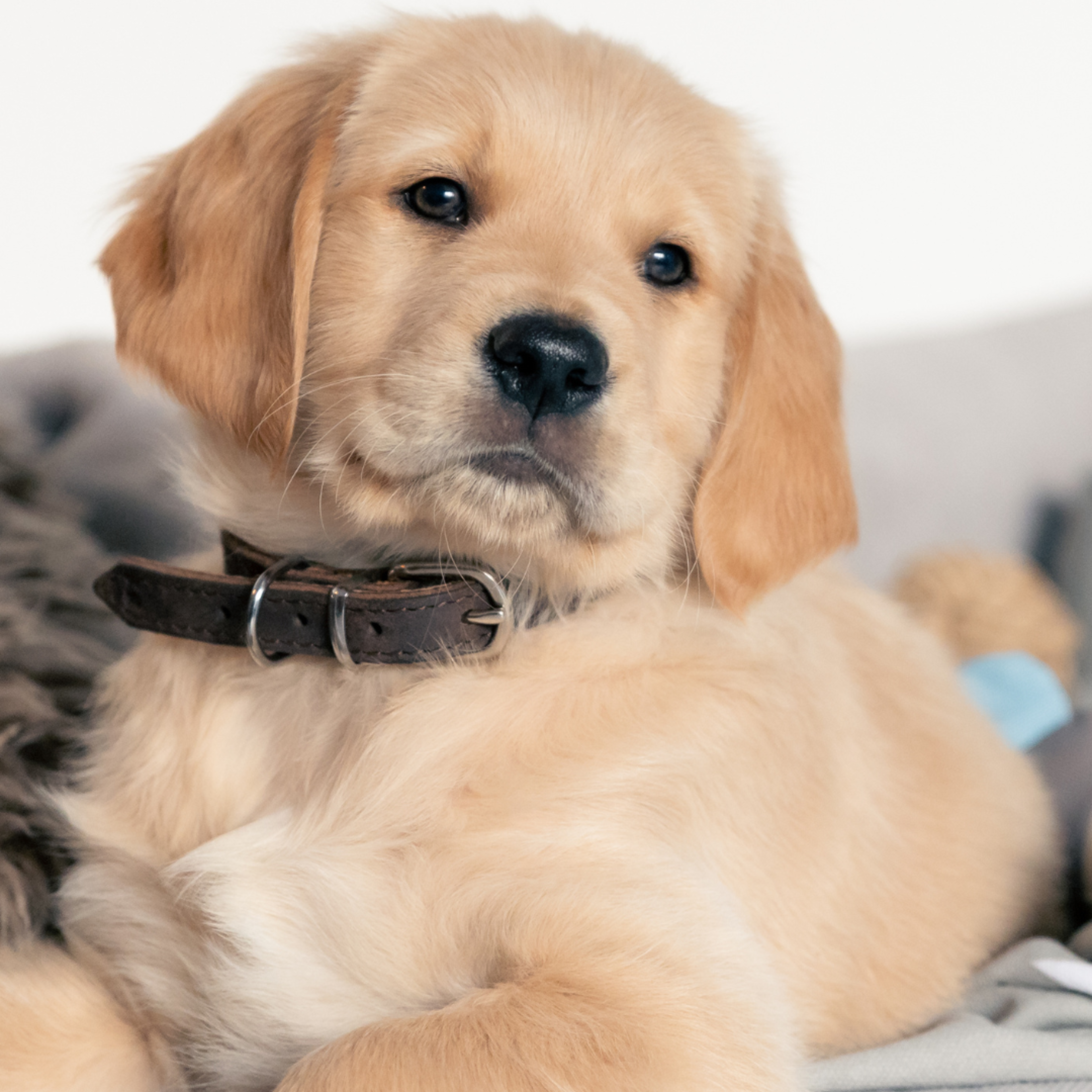 Golden Retriever and German Shepherd Siblings Enthusiastically Swim ...