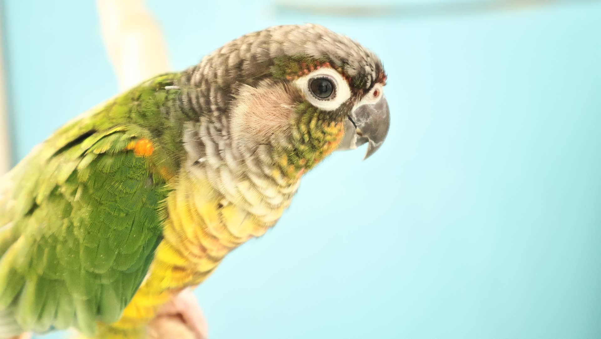 Conure