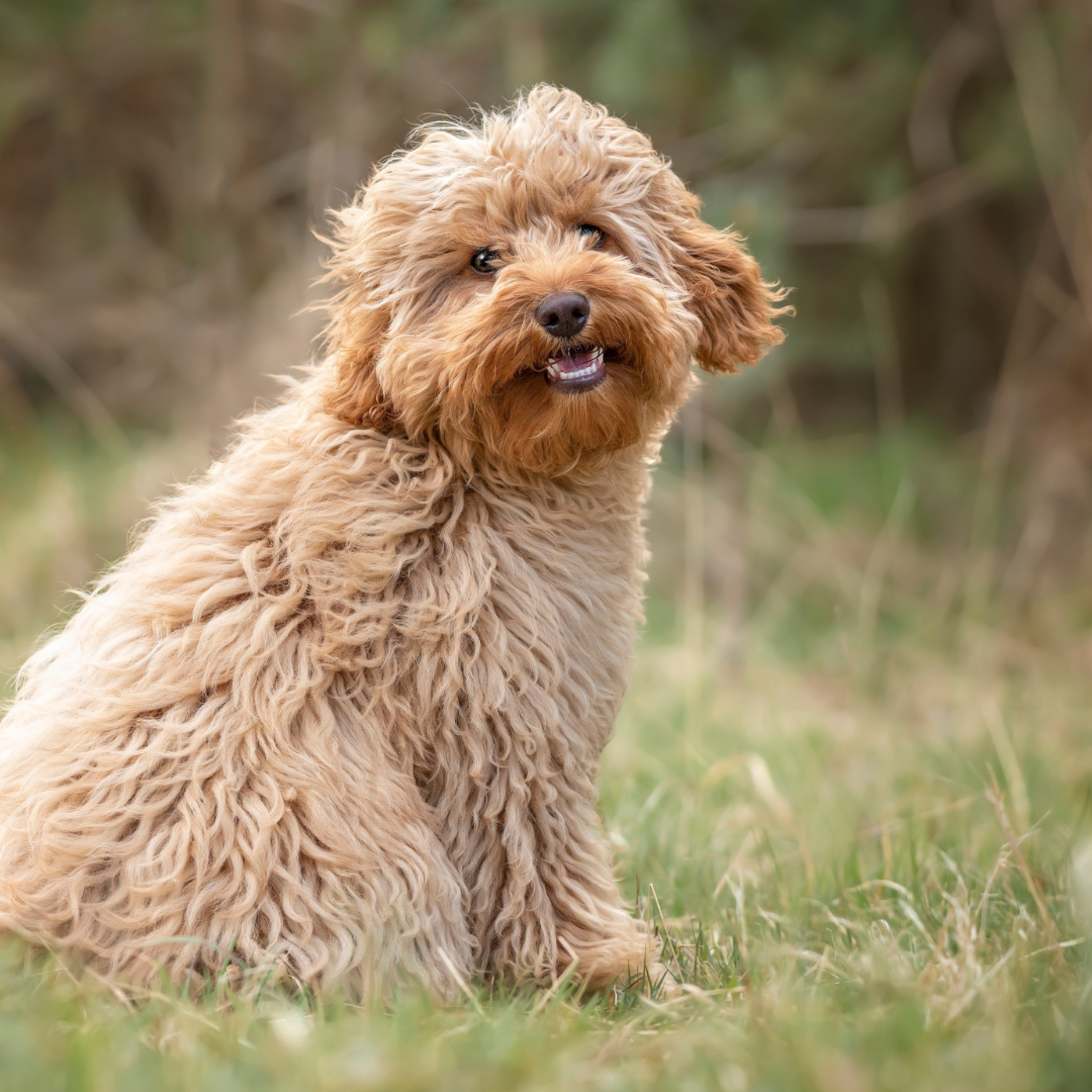 Doodle Cheeses So Hard After Mom Brings Him His Very Own Puppy - PetHelpful