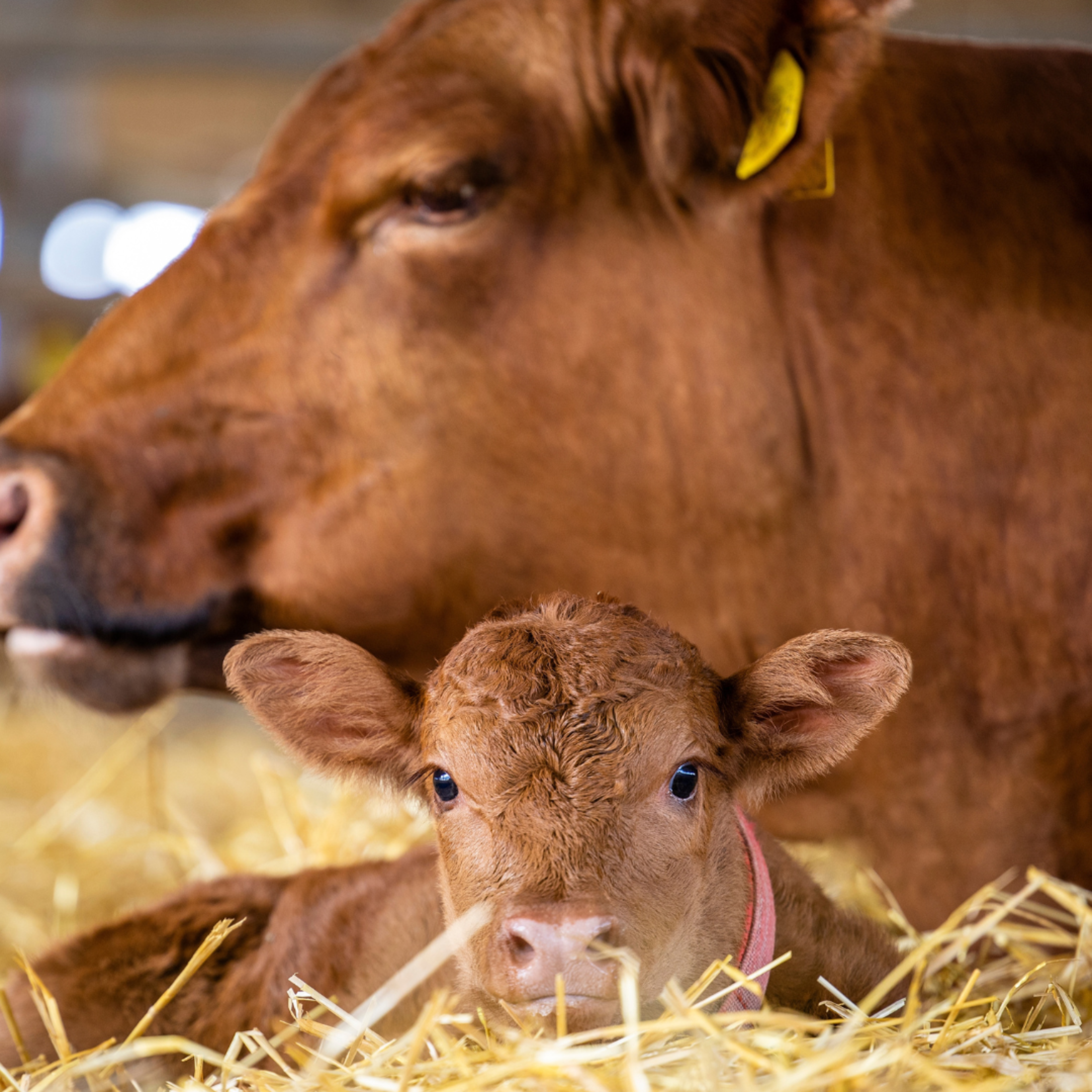 Mother Cow Showing off Her Baby Calf Clearly Said Copy & Paste - PetHelpful