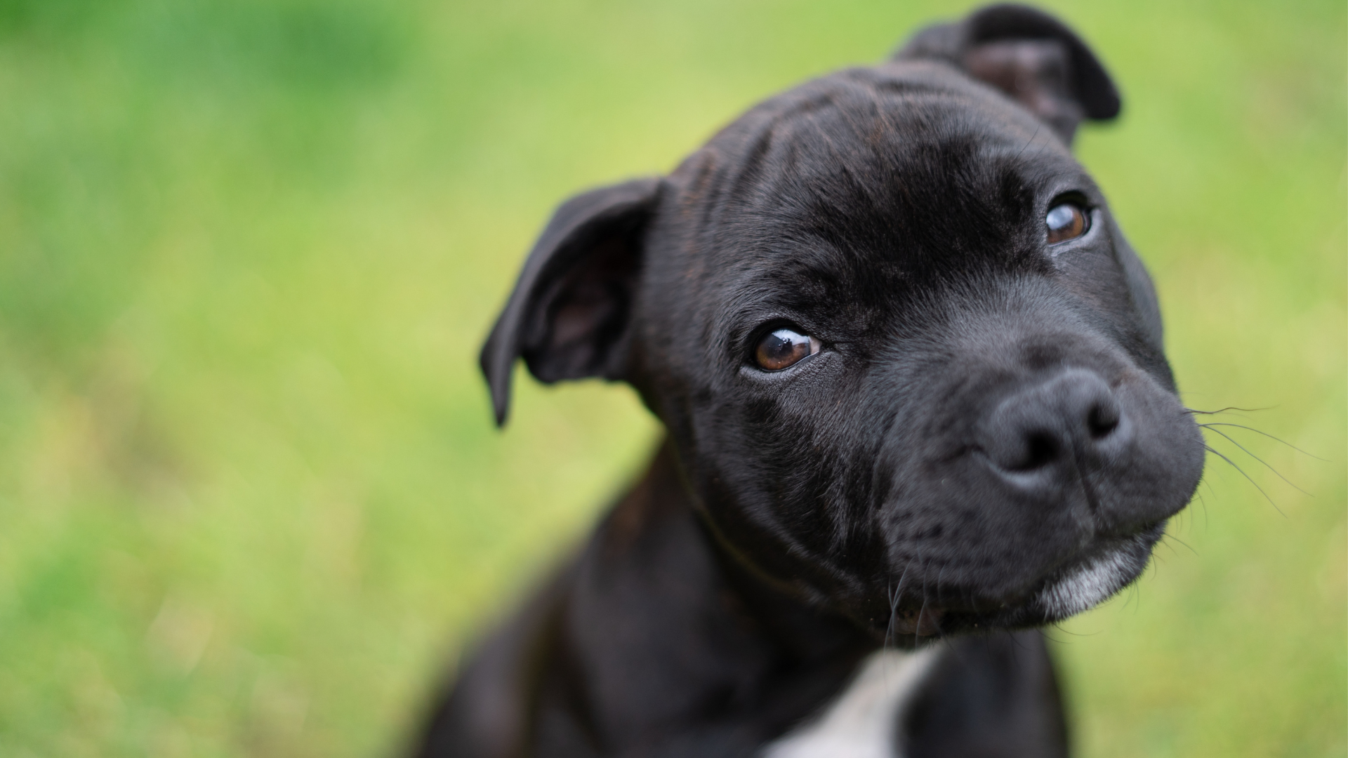 Staffordshire Terrier