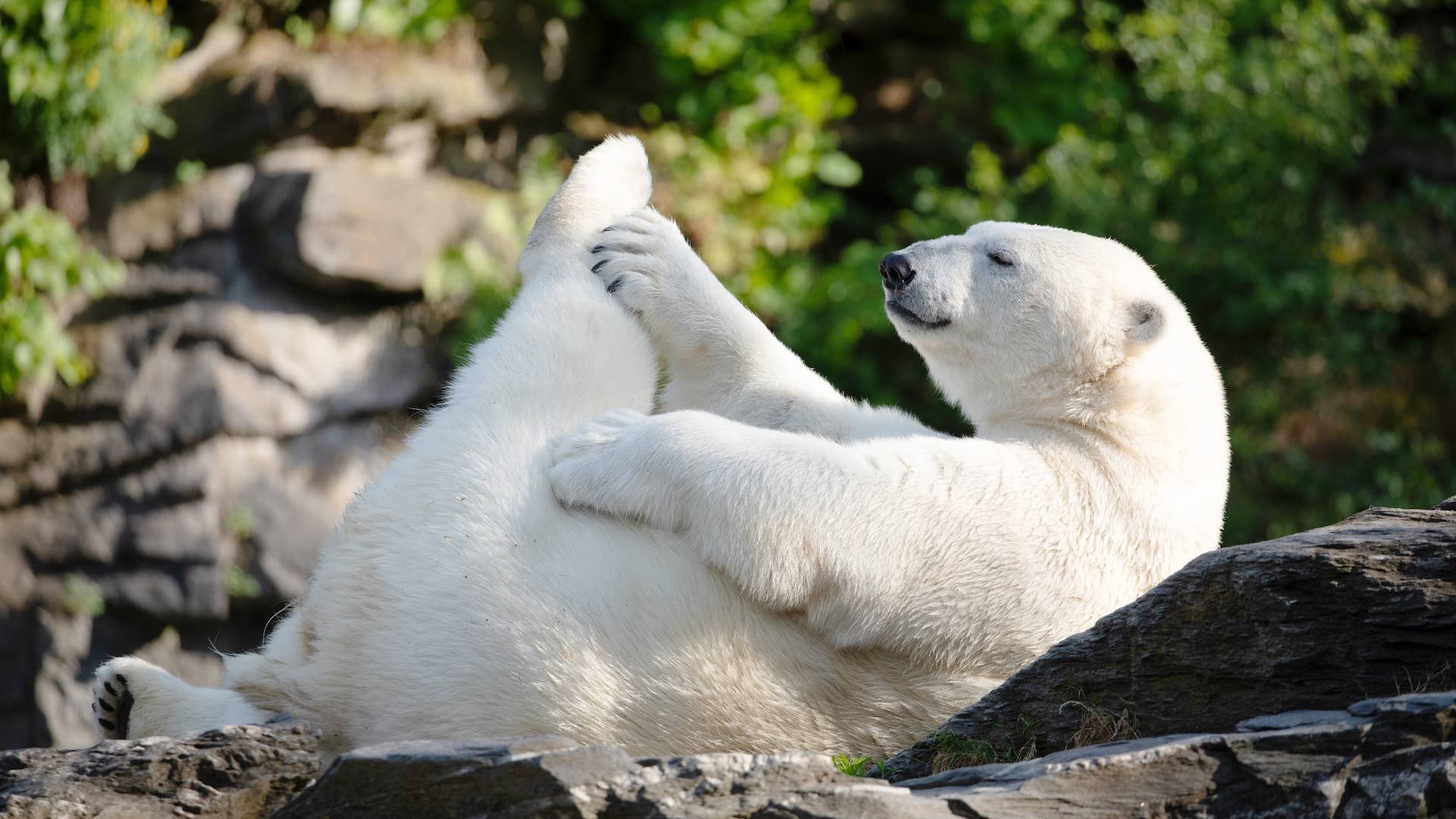 ‘Kayaking’ Polar Bears Have the Most Chaotically Cute Water Sport ...