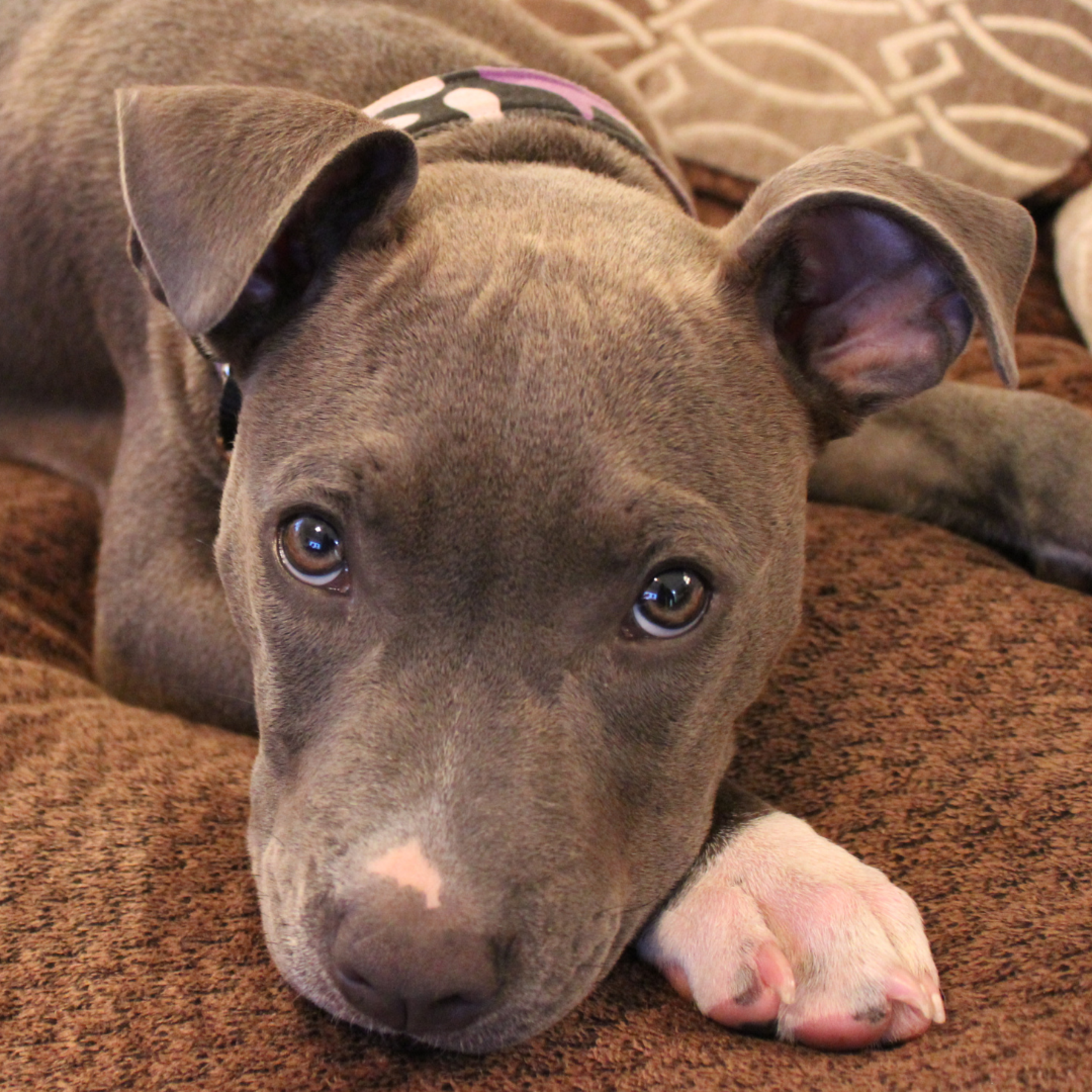 Cheyenne Mountain Zoo Welcomes the Birth of Critically Endangered ...