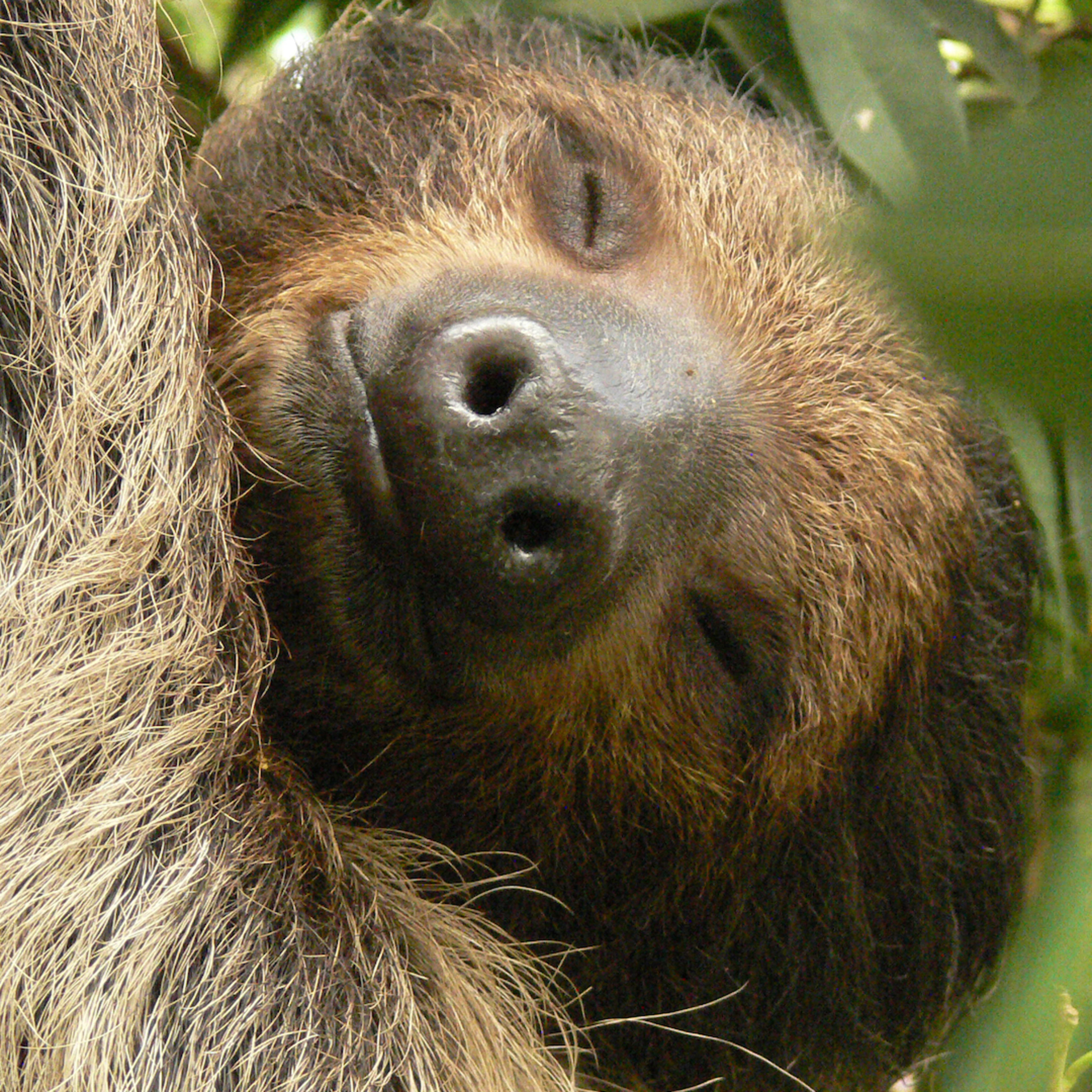 sloth sleeping