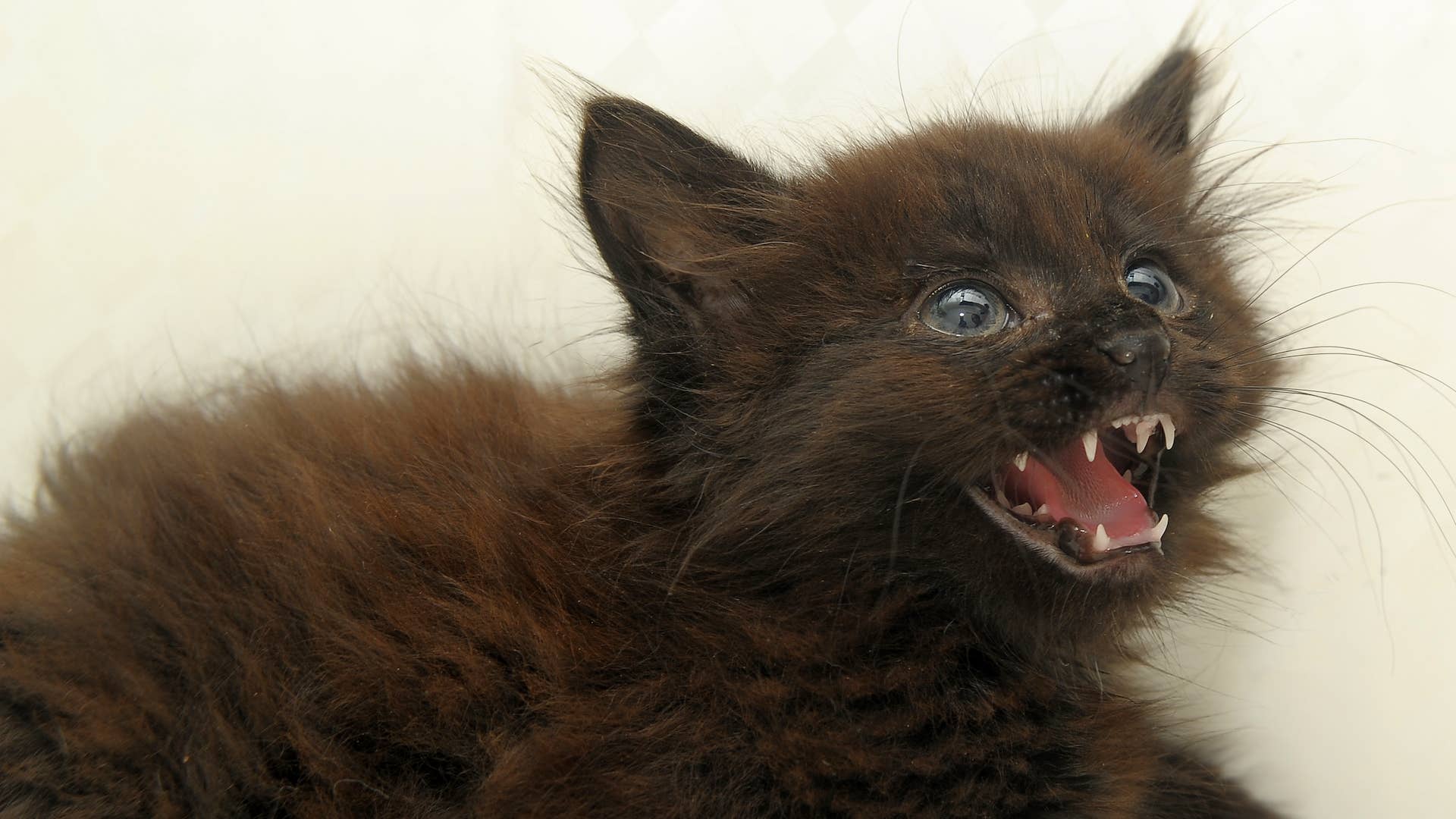 Hilariously Cranky Siamese Cat 'Summons Demons' When Mom Tries to Make ...