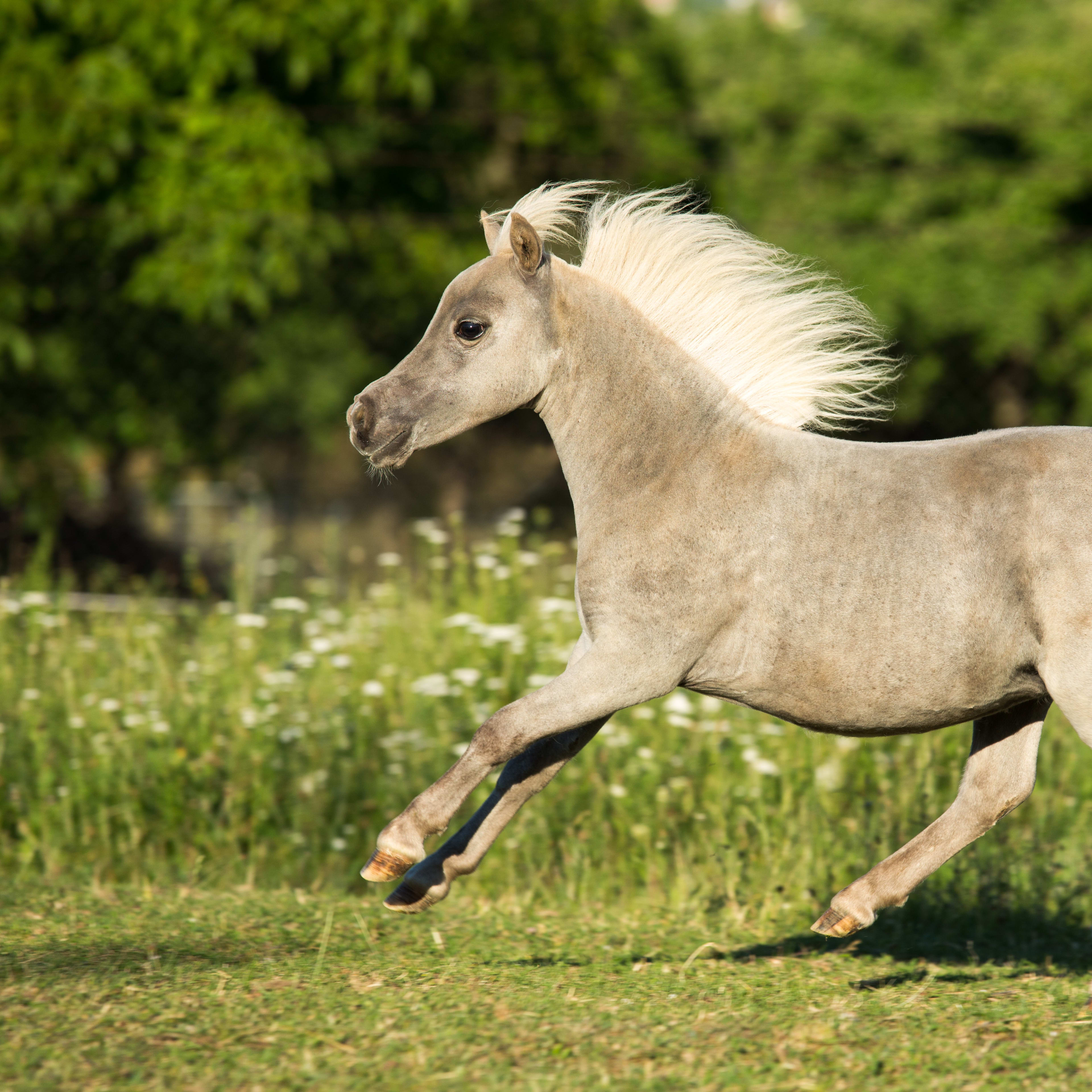 Dwarf Mini-Horse