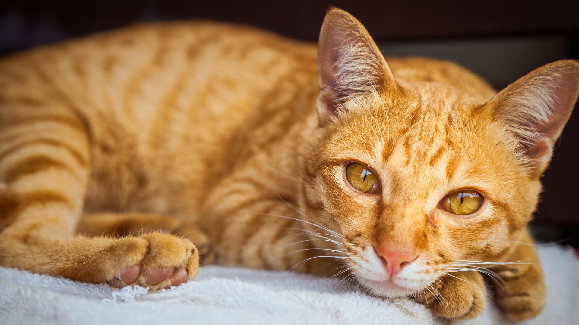 Clever Mom Turns Unused Closet Into Swanky 'Cat Lounge' Fit for Feline ...