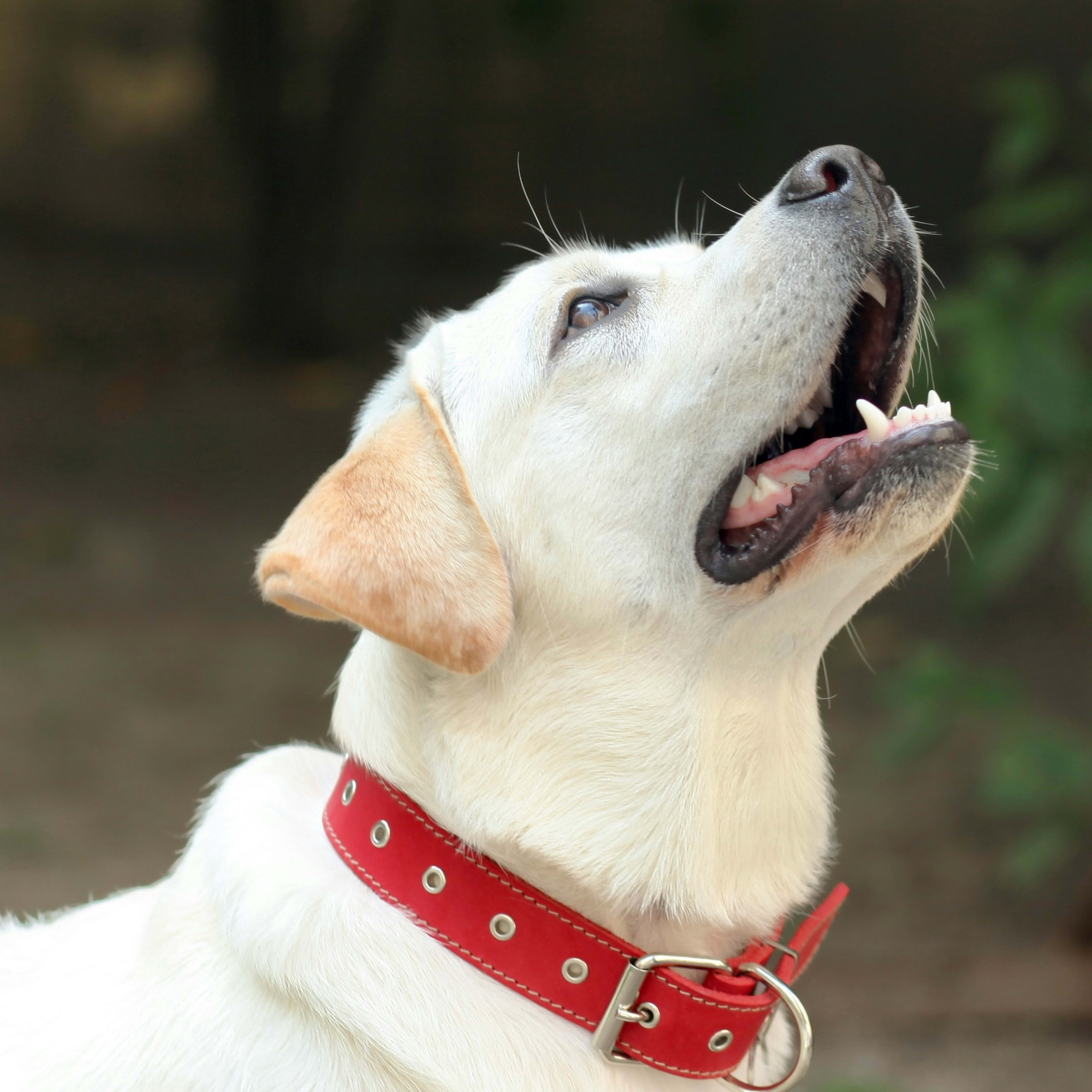 PetHelpful - Helping You in Your Pet Journey