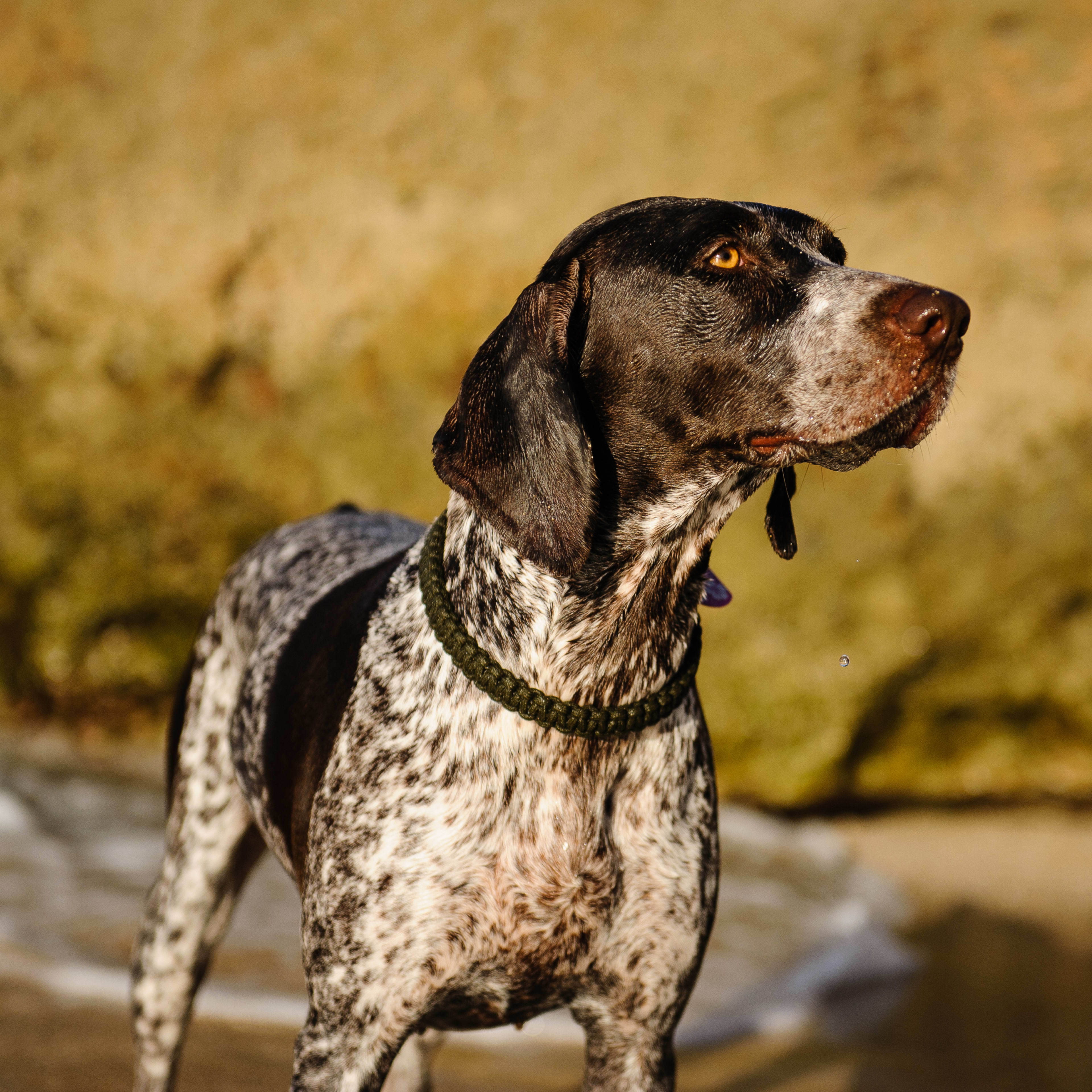 black spotted pointer dog