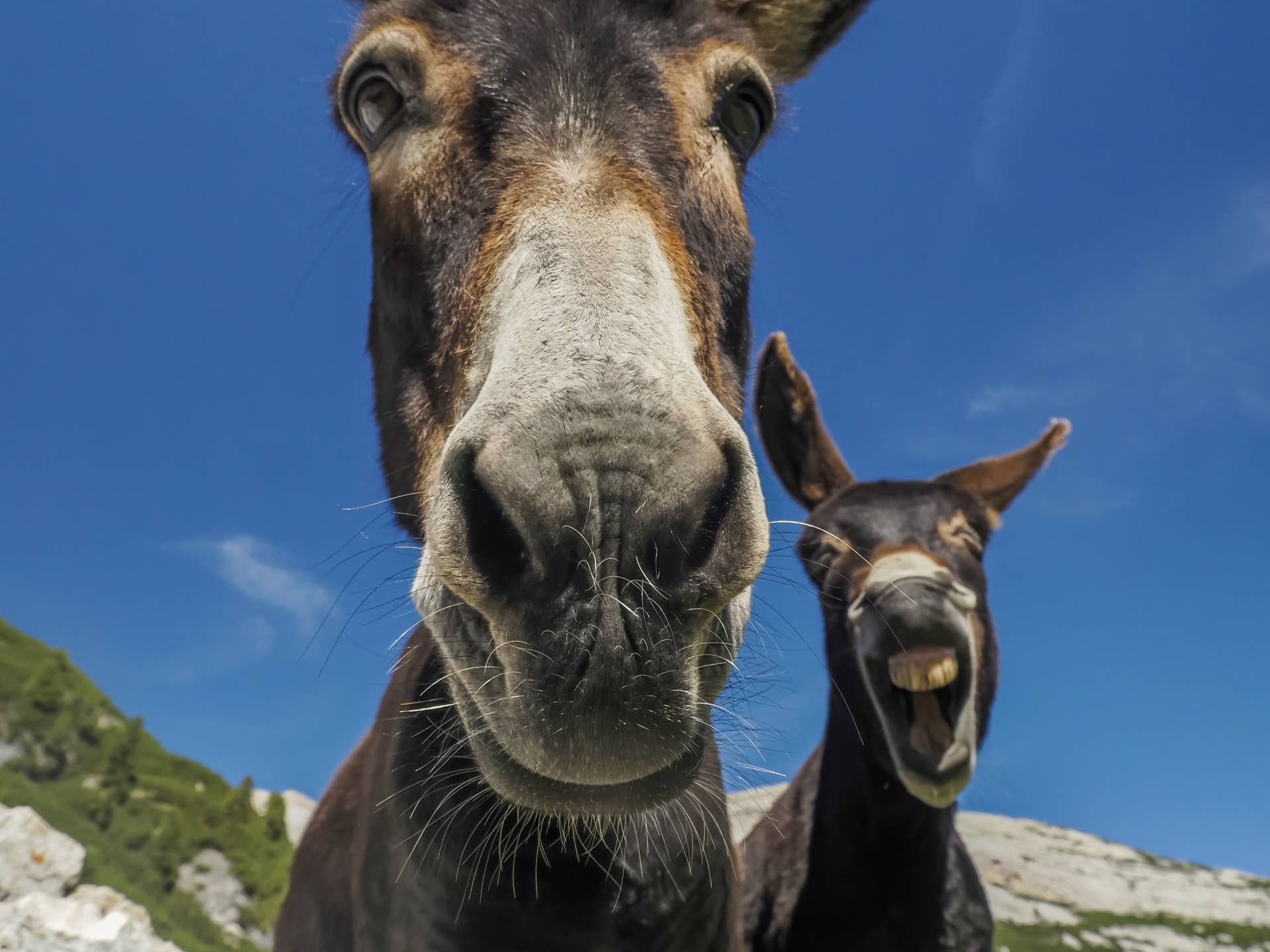 Sweet Baby Donkey Playing in Pasture for First Time Will Make Anyone's ...