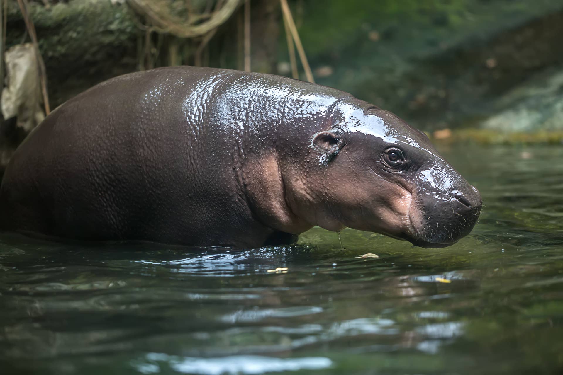 Baby Hippo’s Hilarious Underwater Swim-Along Wins the Internet - PetHelpful