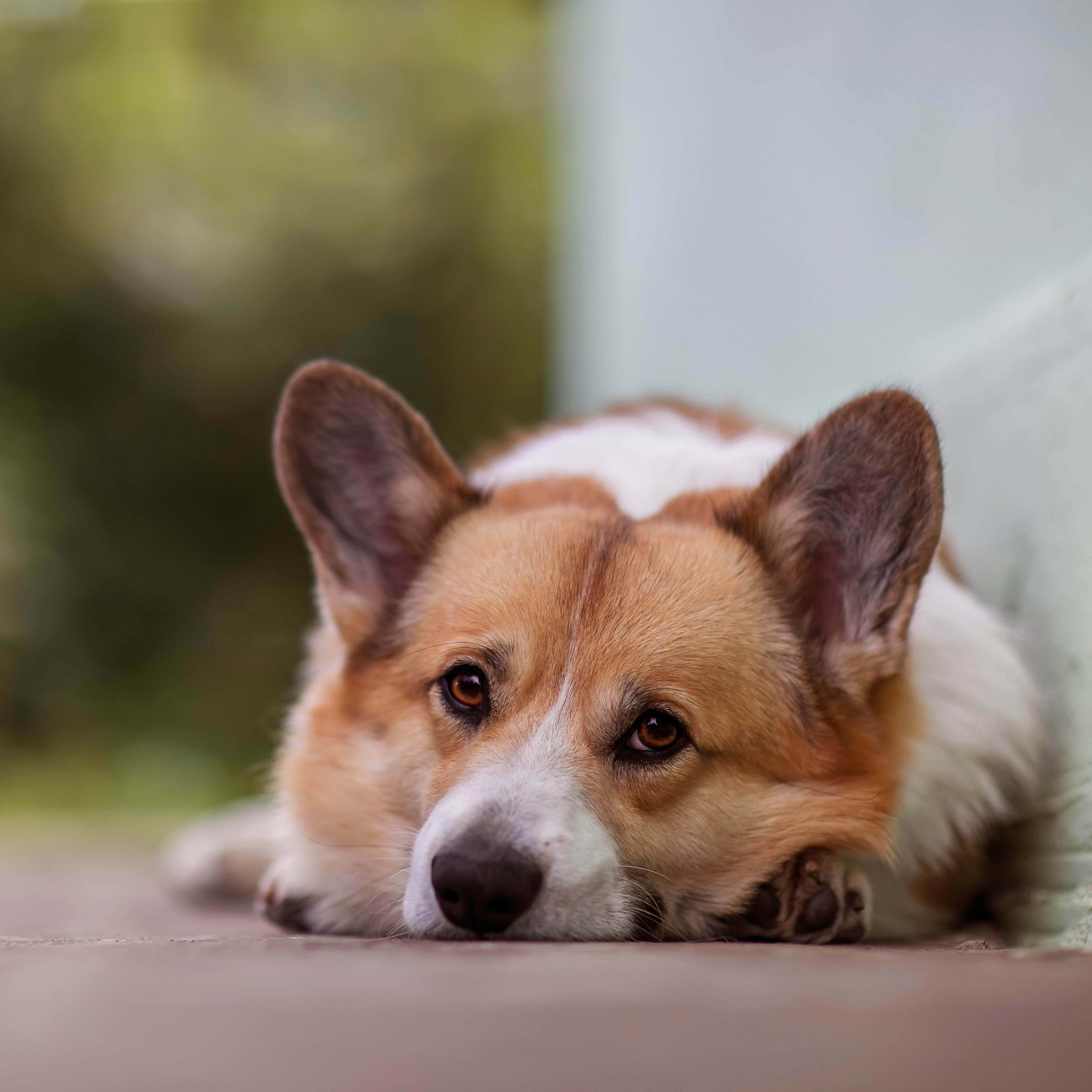 too cute corgi