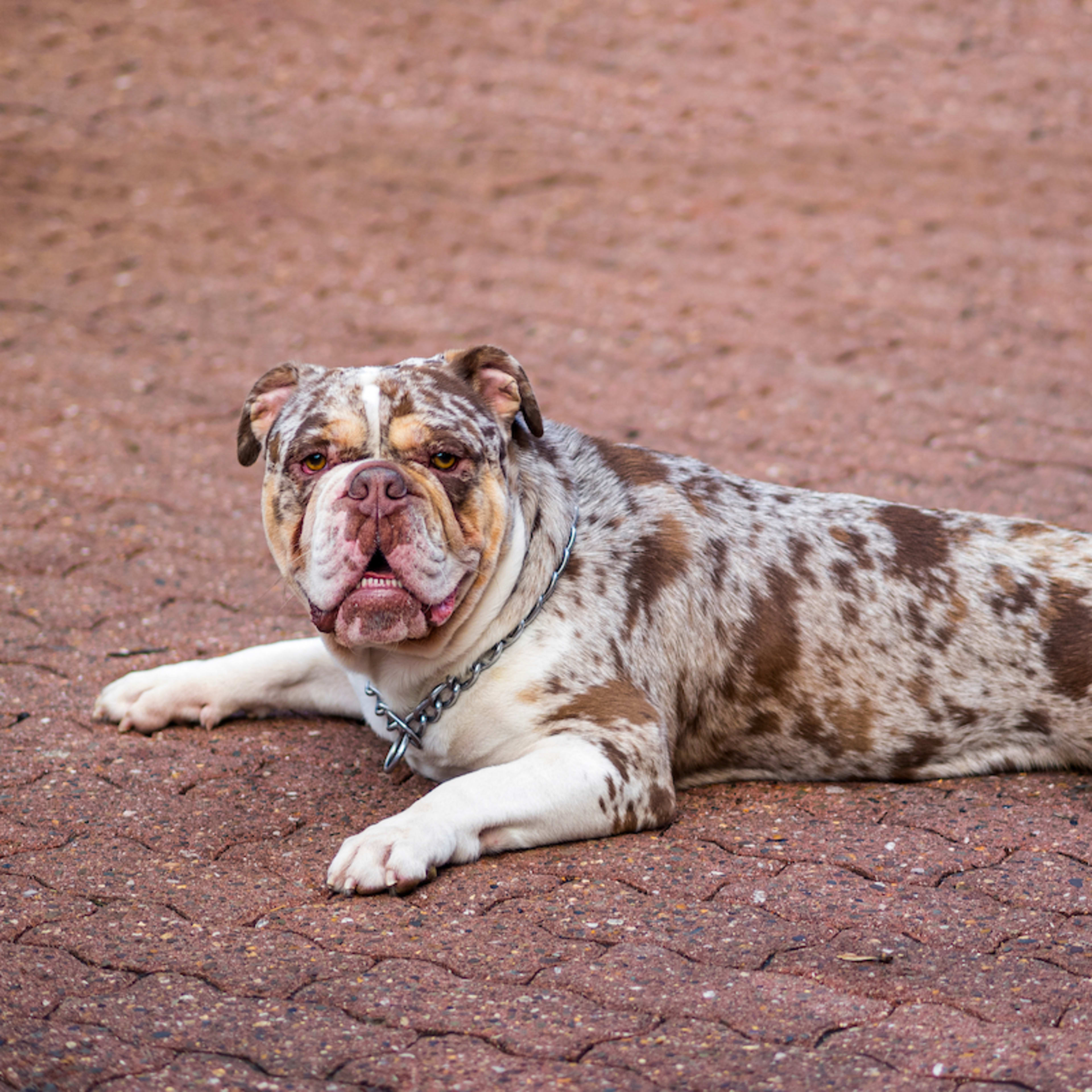 PetHelpful - Helping You in Your Pet Journey