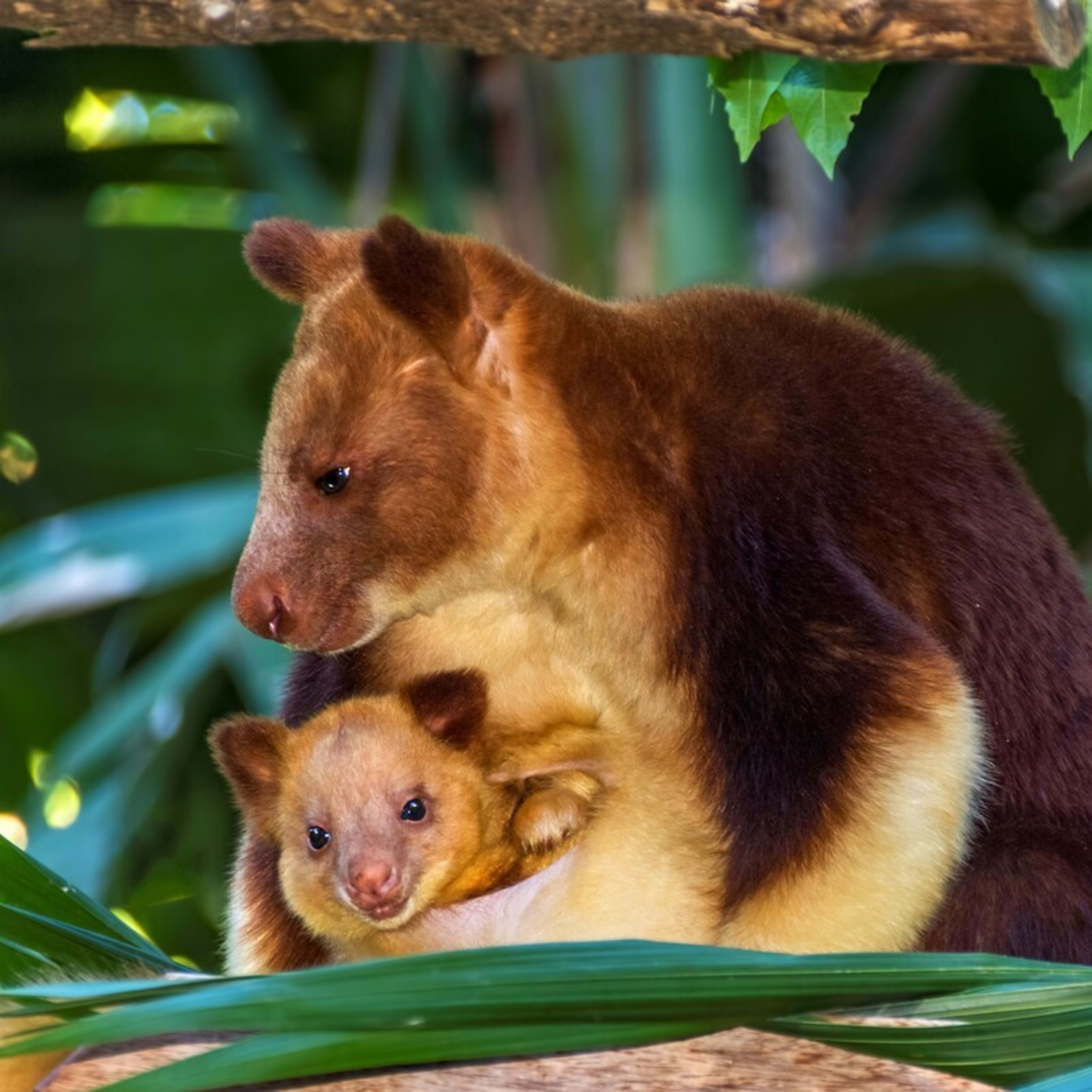Precious Tree Kangaroo Joey Comes Out of His Mother’s Pouch Just in ...