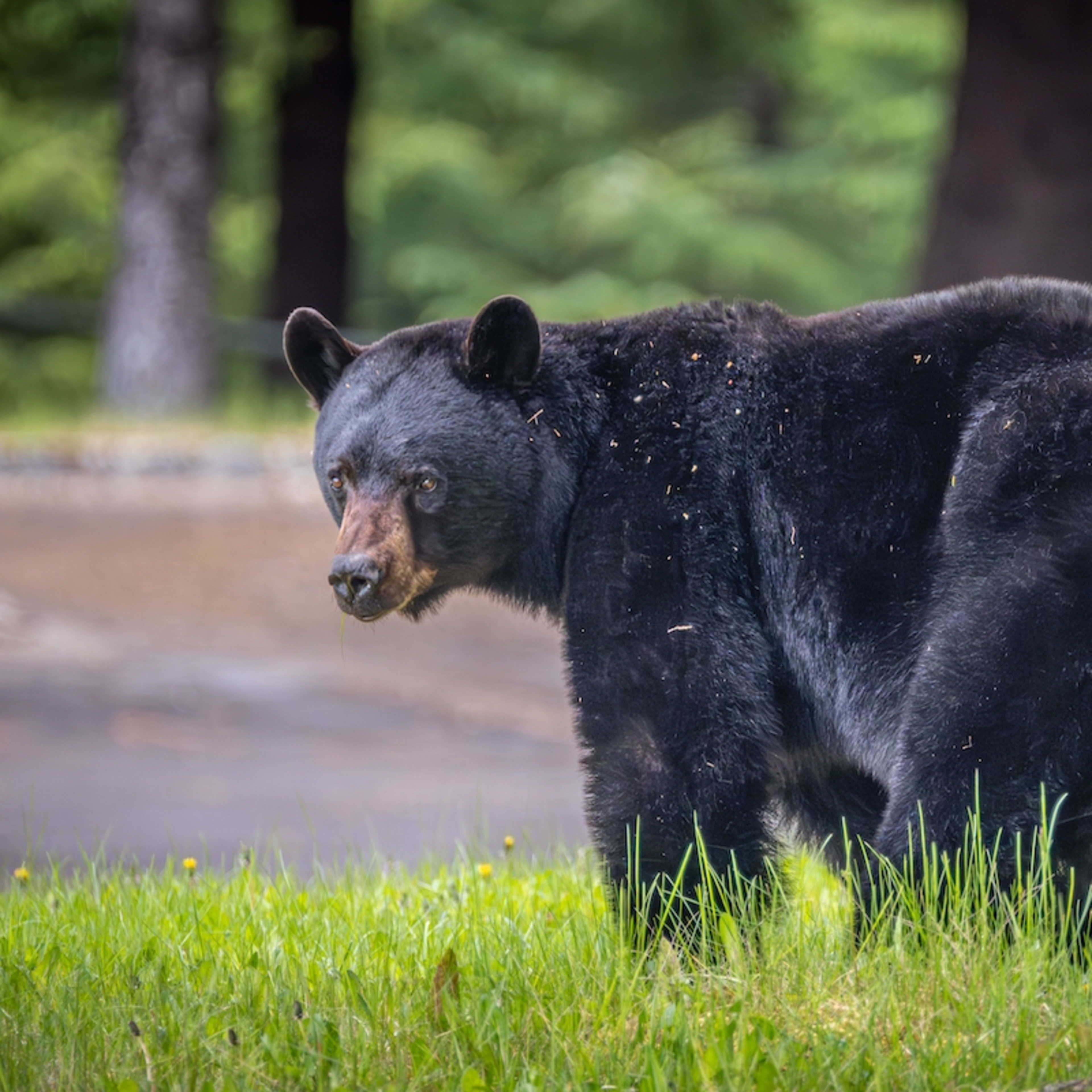 Black Bear Wanders Into Tennessee Woman's Home to Watch TV While She ...