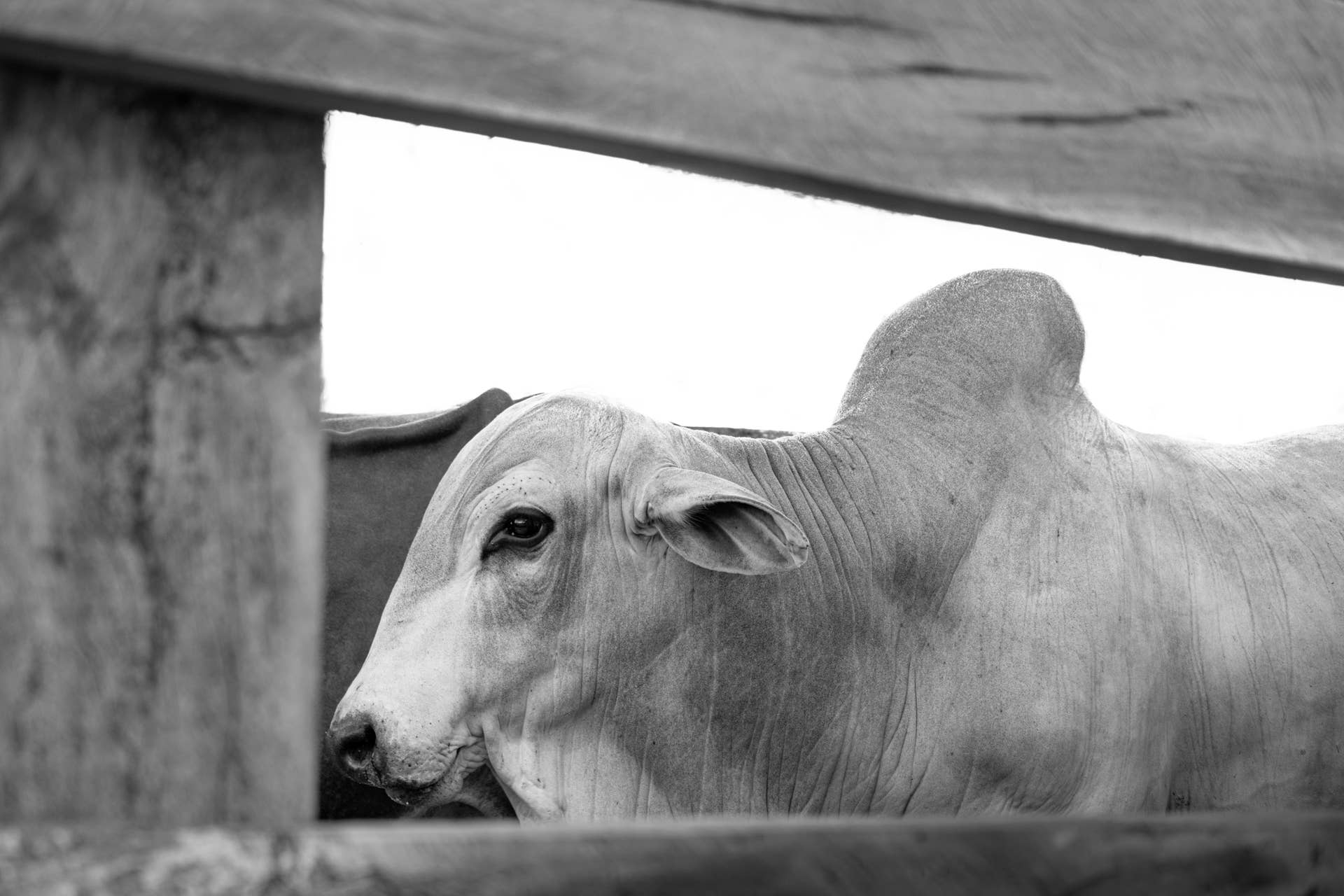 Dad Tries to Do Chores in Cow Pasture but Stubborn Bull Says ‘Not Today ...