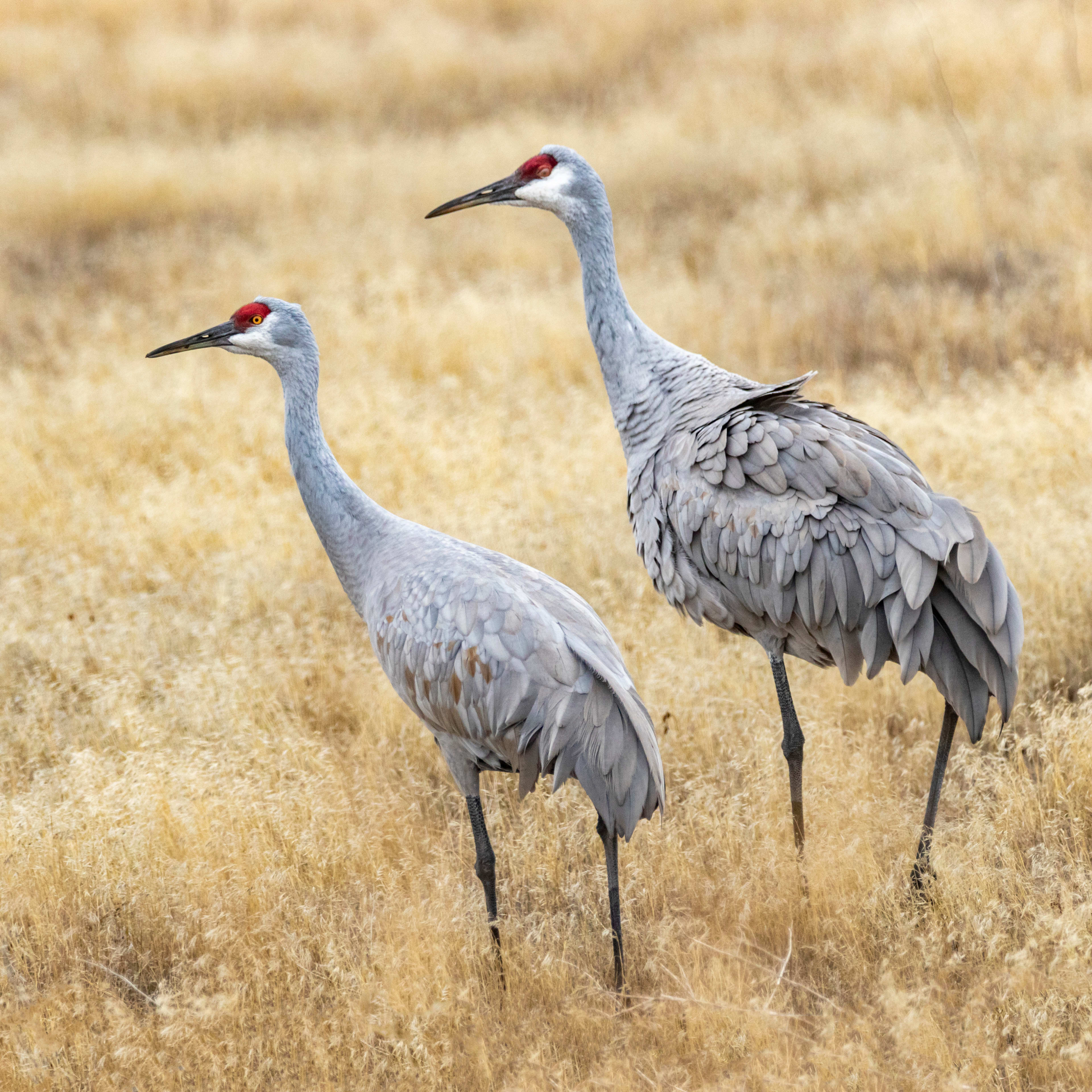 Sand Crane
