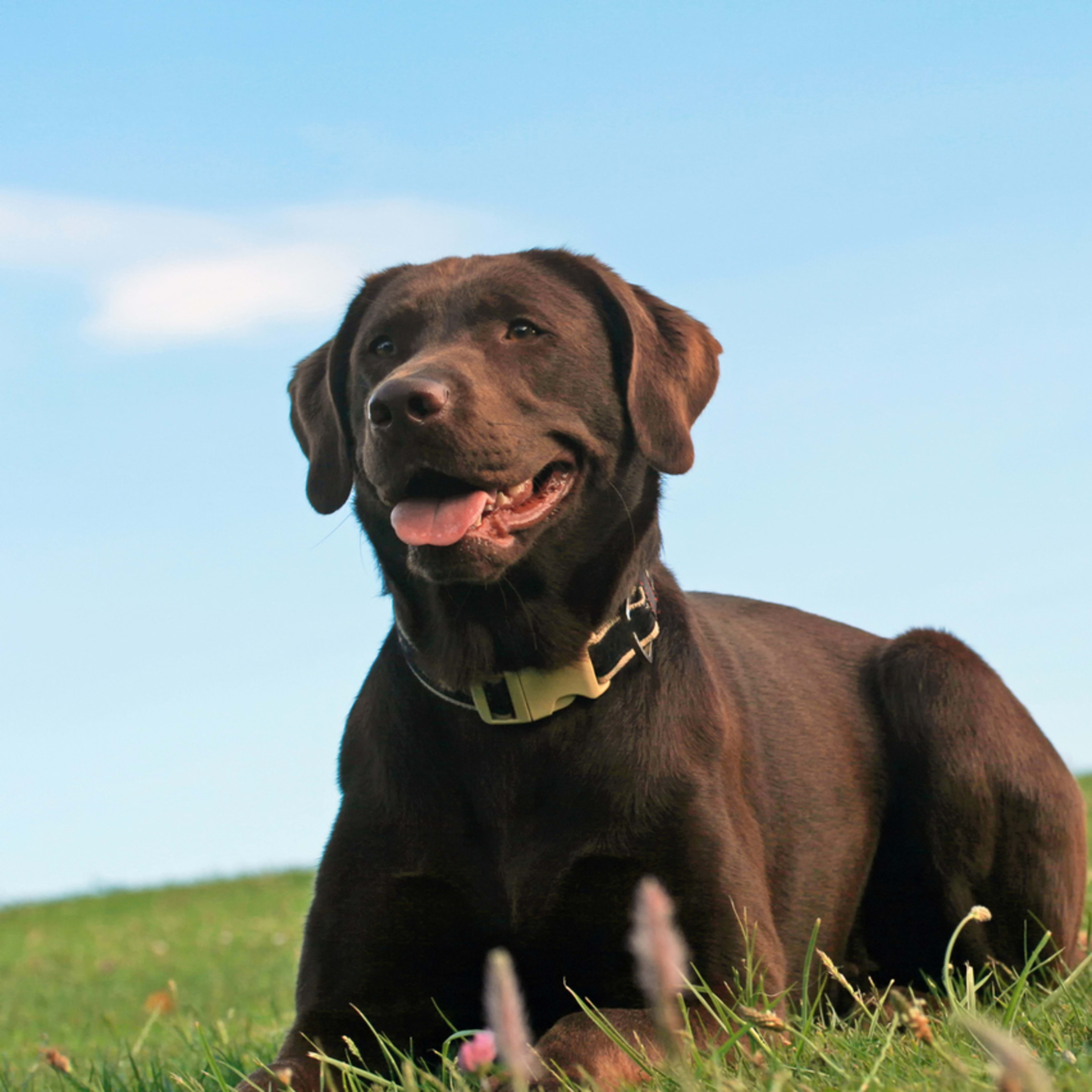 English Bulldog Chomping Down Snow While Wearing Freaky ‘Hannibal ...