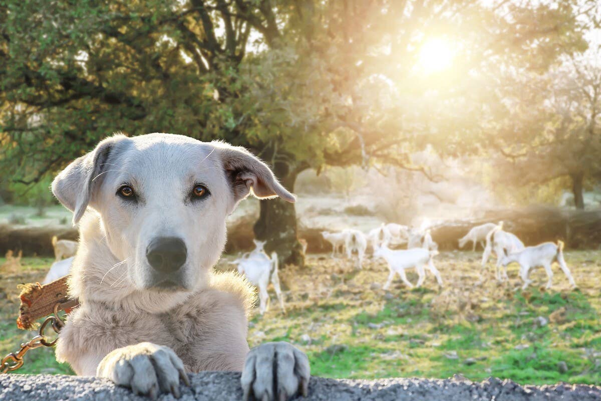 Livestock Guardian Dog’s Excitement Over Meeting Tiny Baby Goat Is the ...
