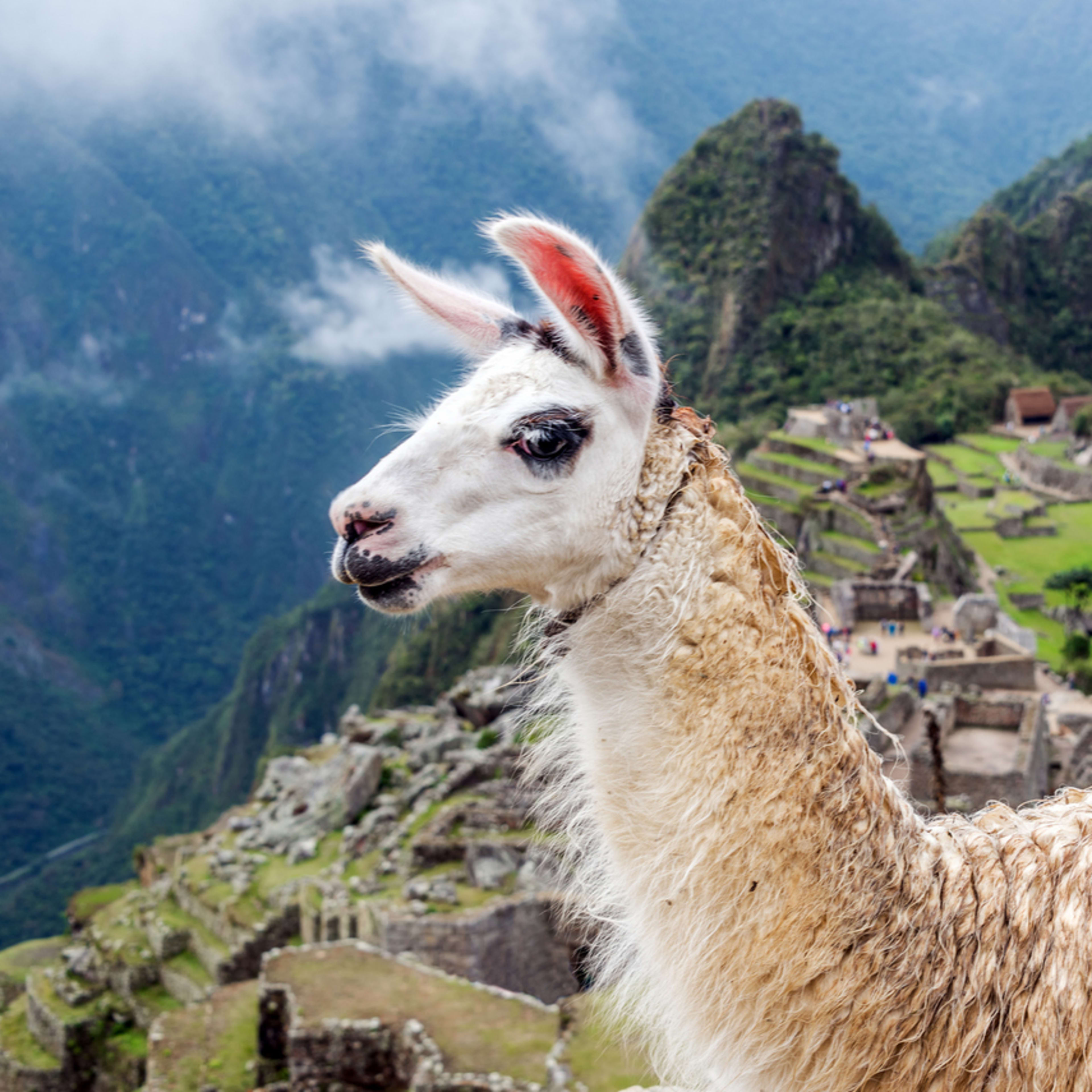 2-Week-Old Cow’s Zoomies Prove She’s Going to Give Mom a Run for Her ...
