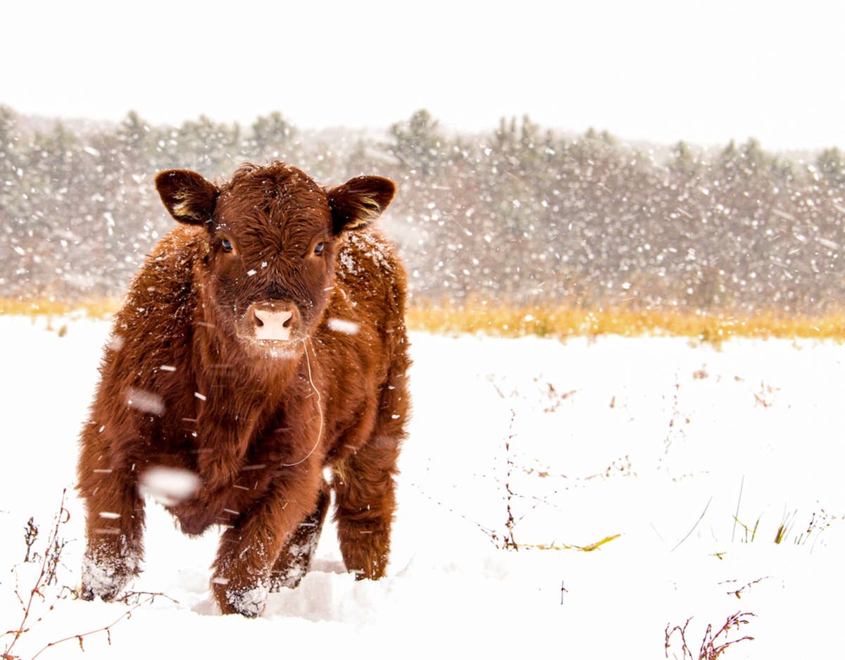 Baby Cows’ Snow Time Fun Is Full of Precious Magic - PetHelpful