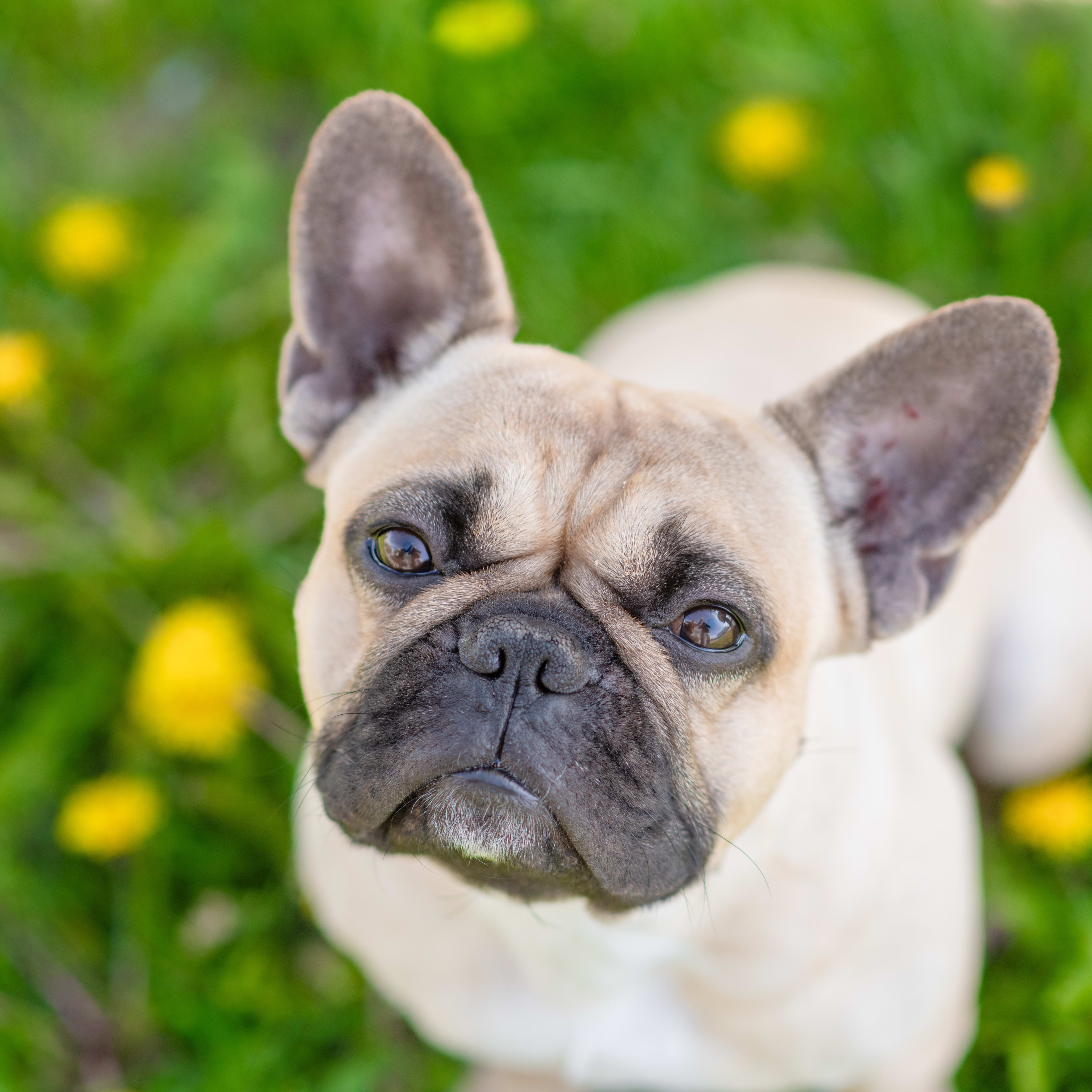 Golden Retriever's Sweet Big Brother Moment Is Warming Hearts - PetHelpful
