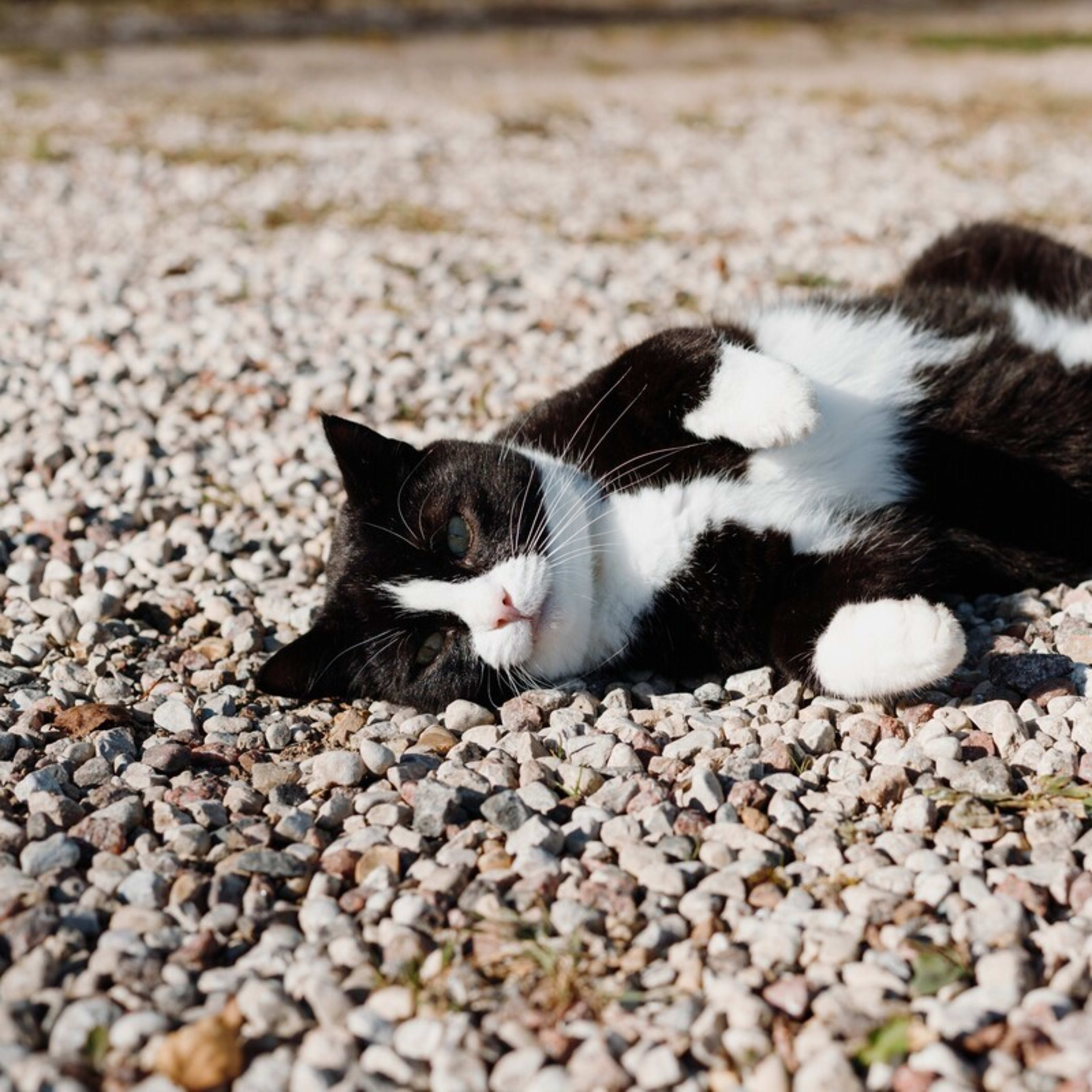 Sunbathing Feral Cat Is Living the Life We Can Only Dream Of - PetHelpful