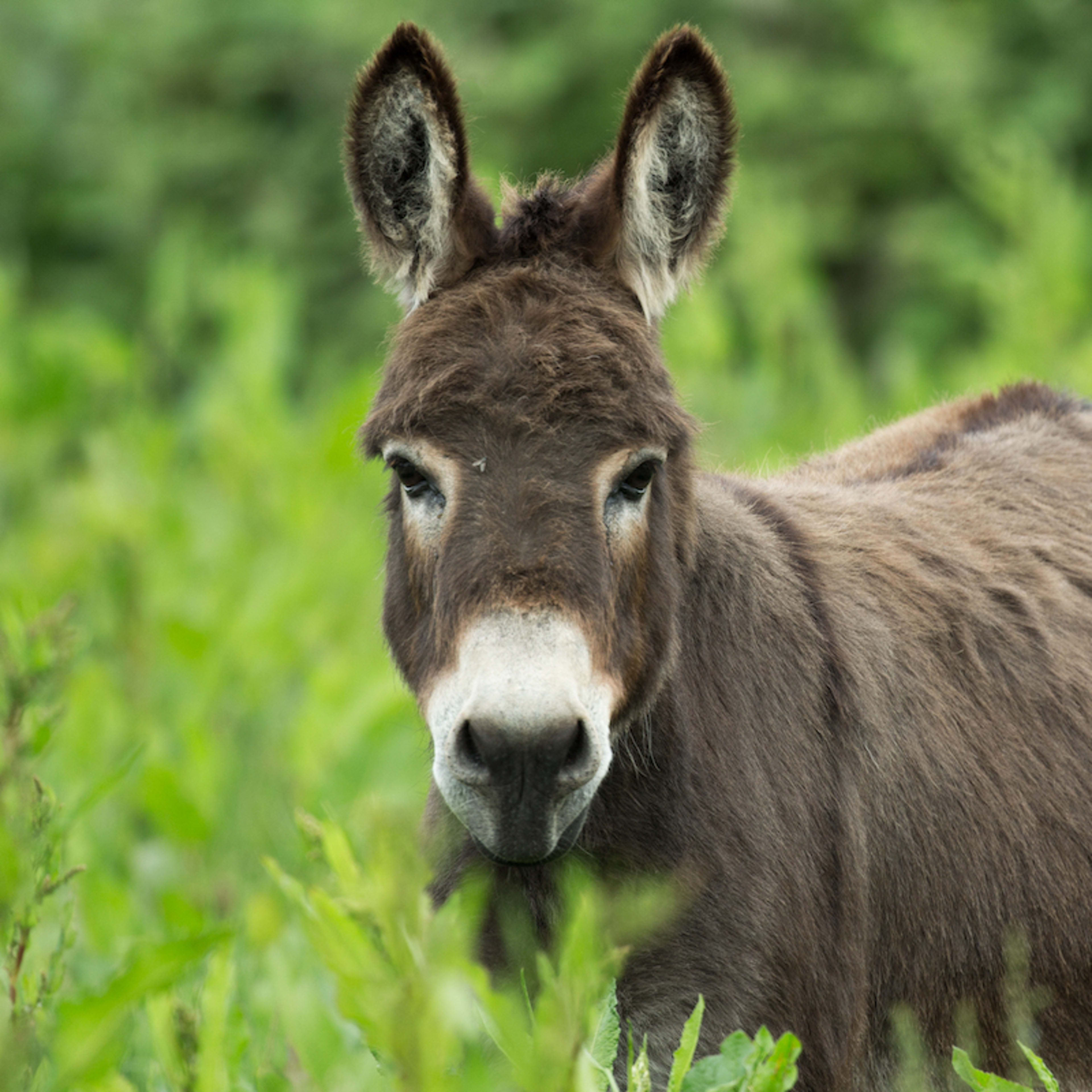 Runaway Donkey Gets a Police Escort Back Home After Randomly Appearing ...