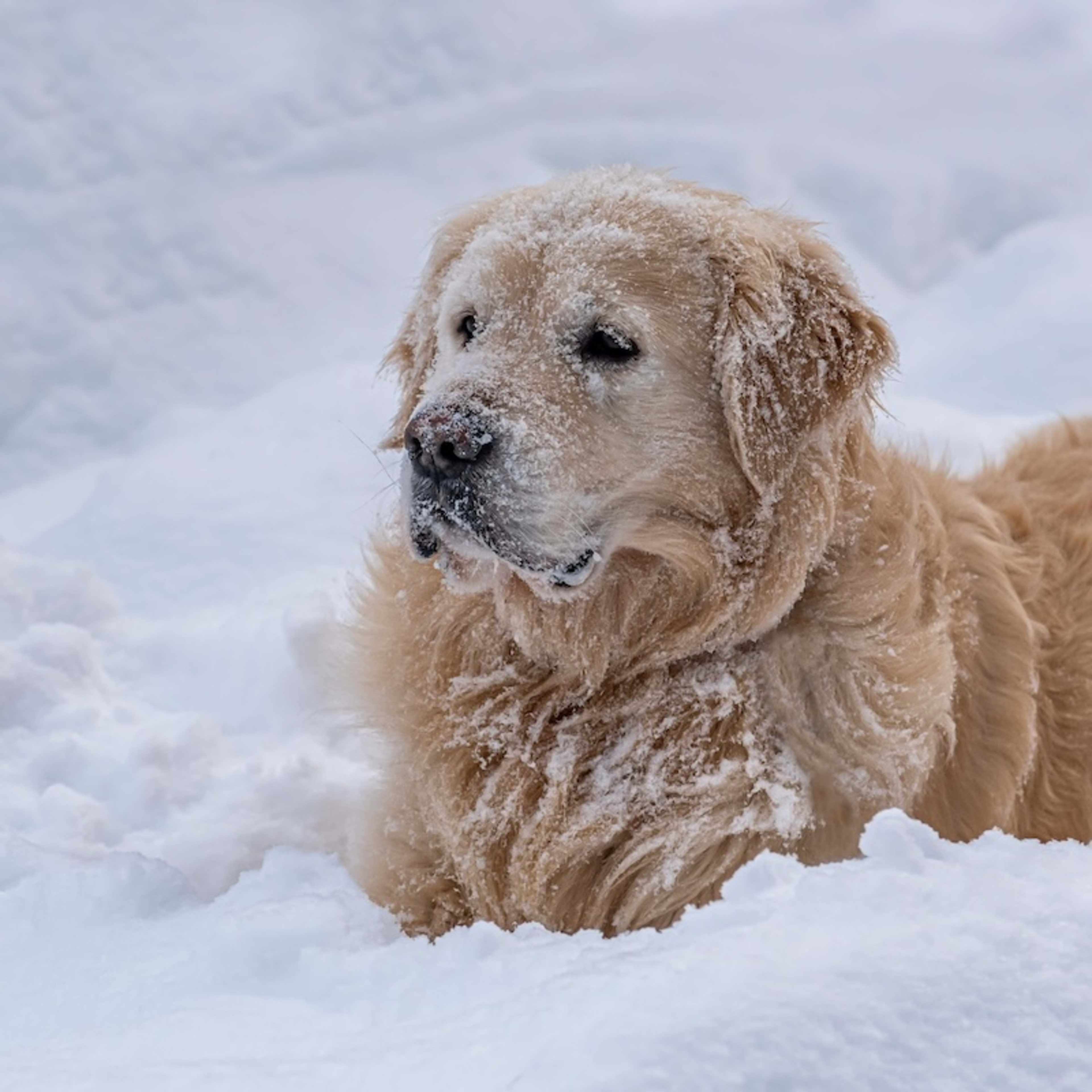 Dog Photographer Shares Adorable Proof That Pups Really Do Smile - PetHelpful
