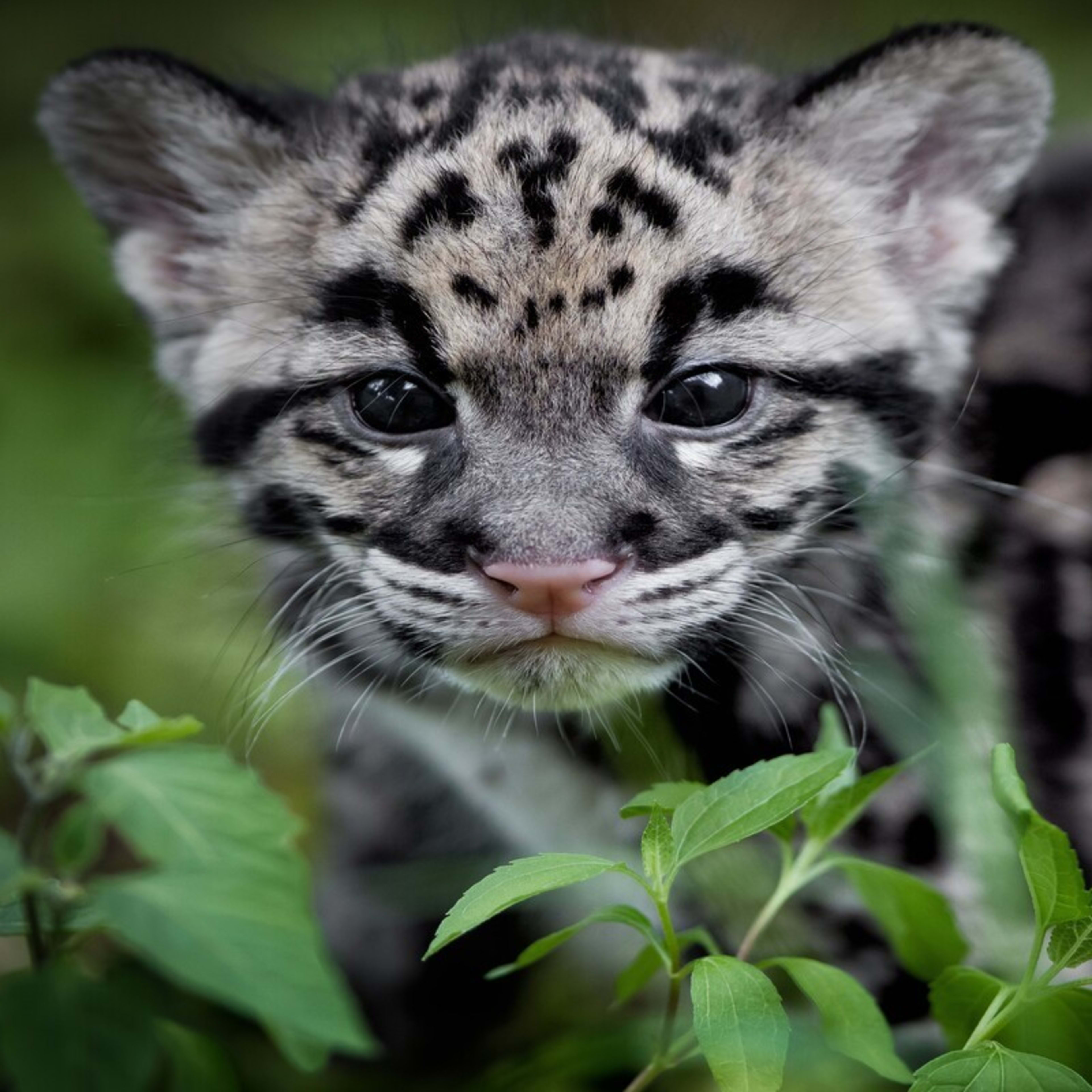 leopard cubs playing