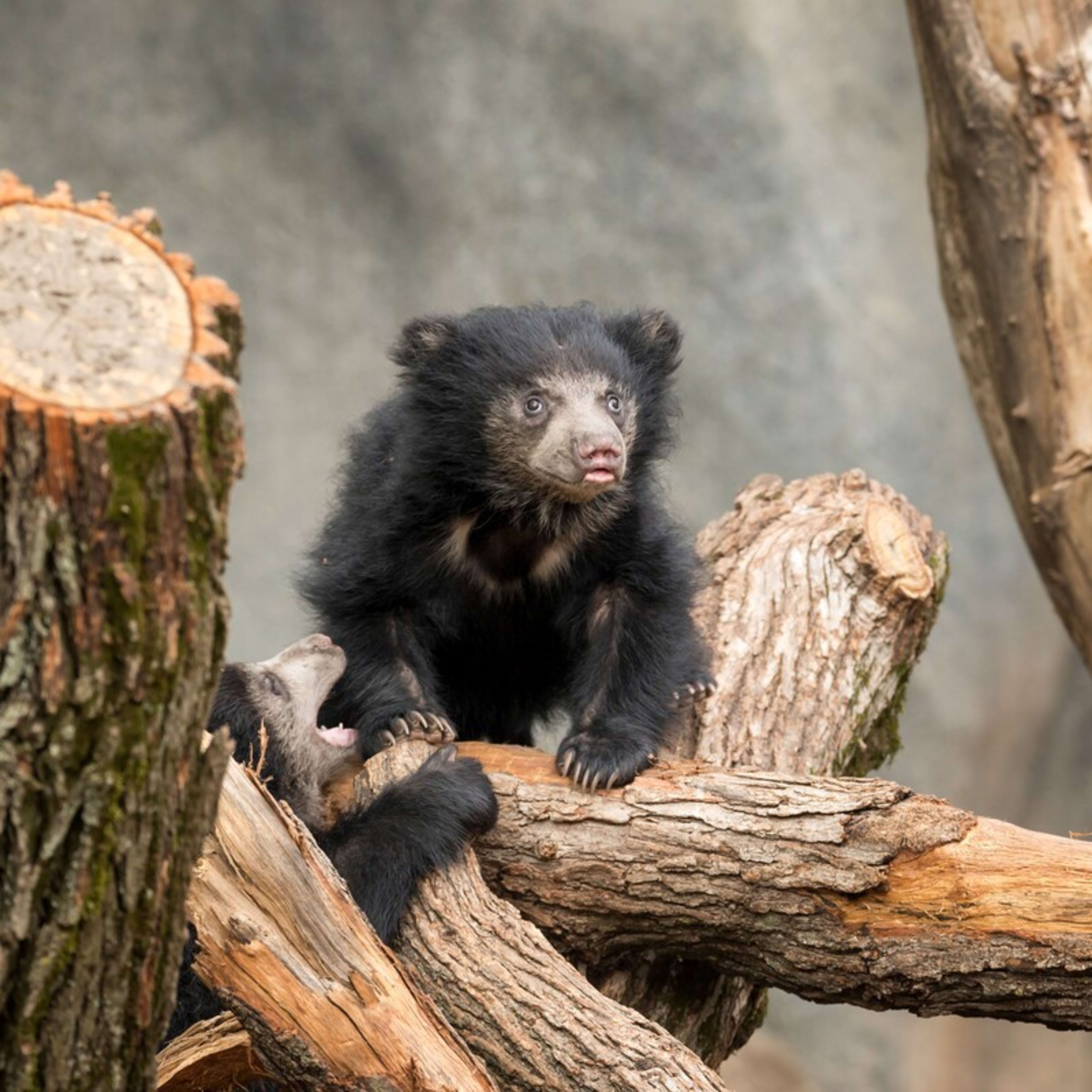 Two Rare Sloth Bear Cubs Are Born at the Smithsonian's National Zoo ...
