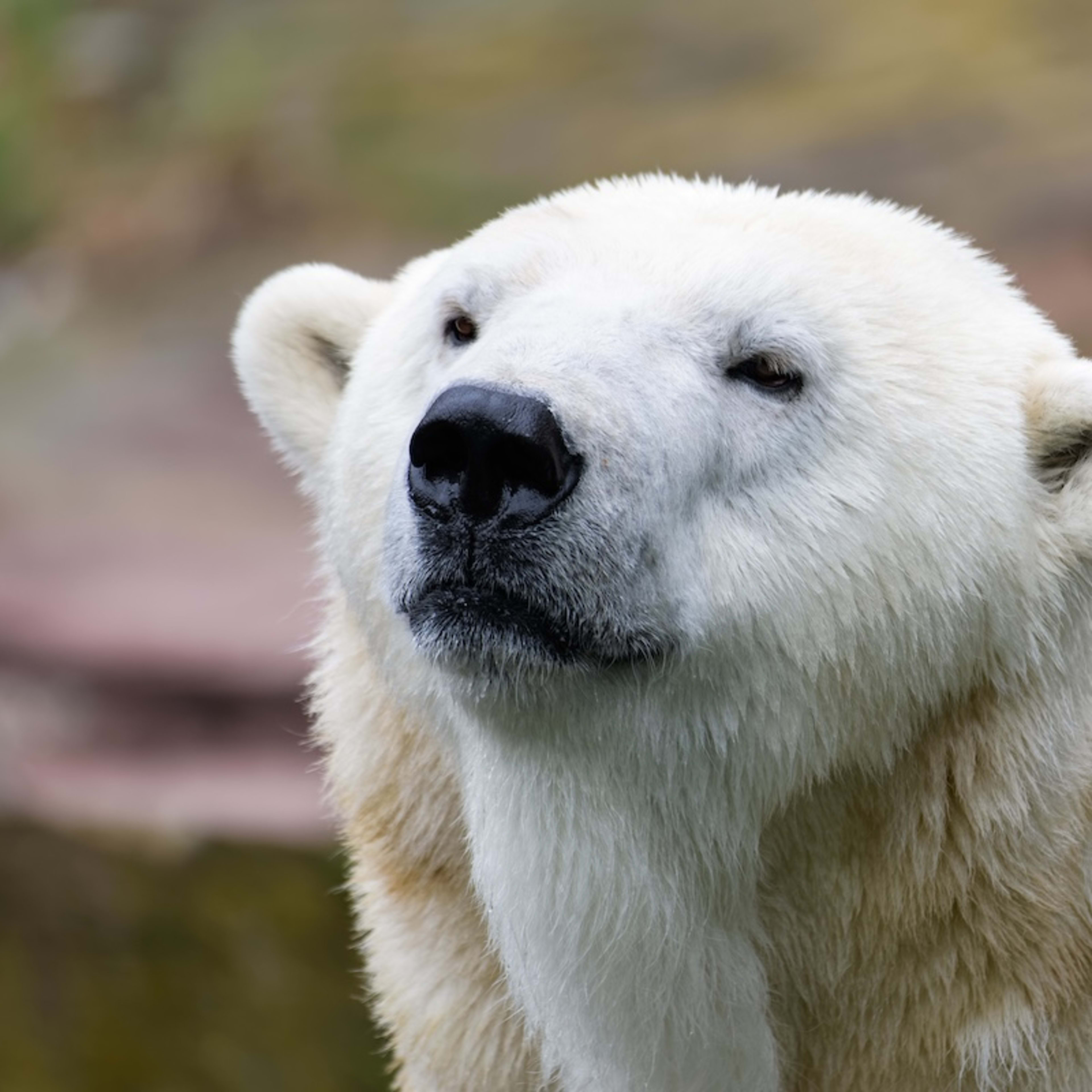 Newborn Moose Takes Wobbly First Steps Moments After Being Born Outside ...