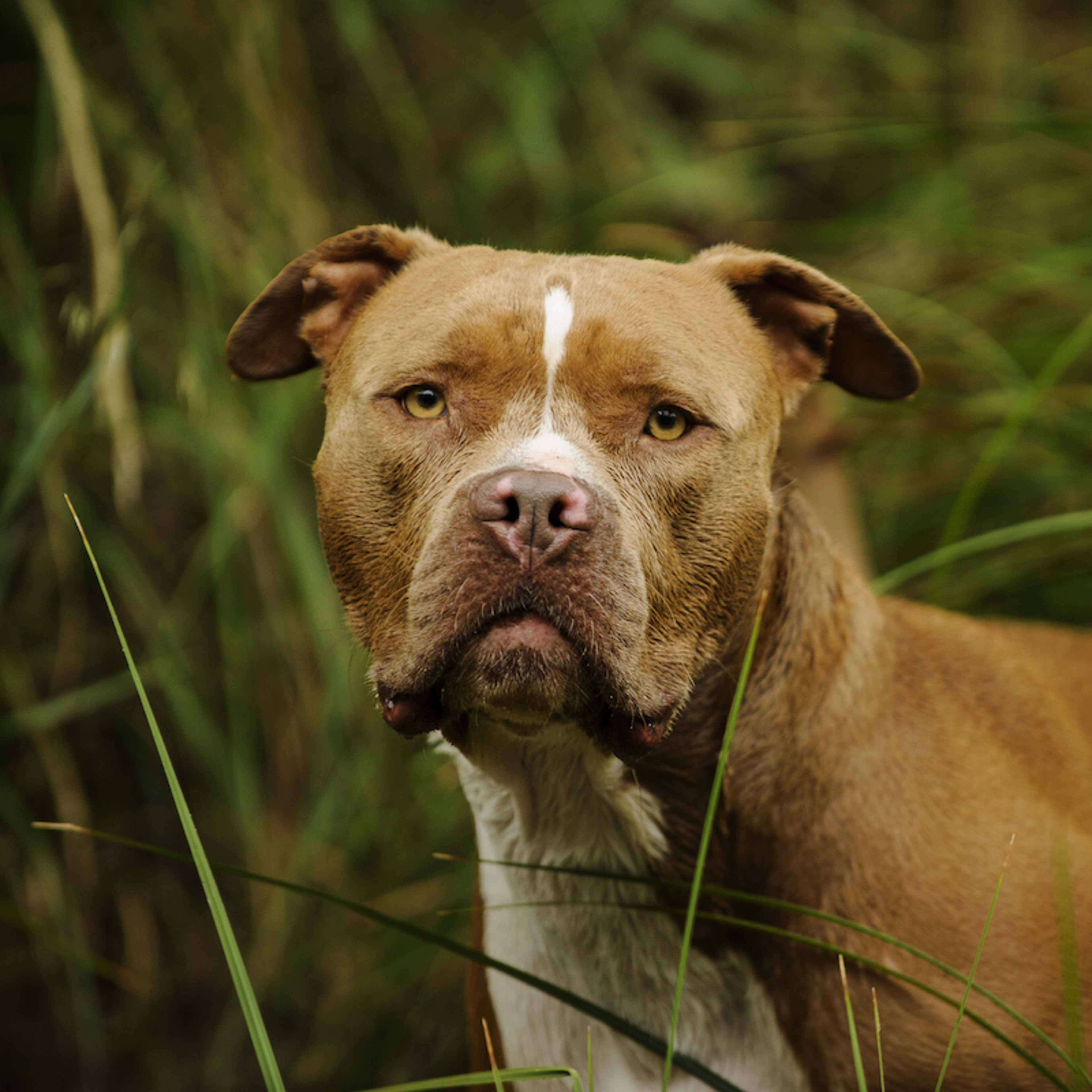 How to Befriend a Raven: Science Shows They Remember Faces - PetHelpful