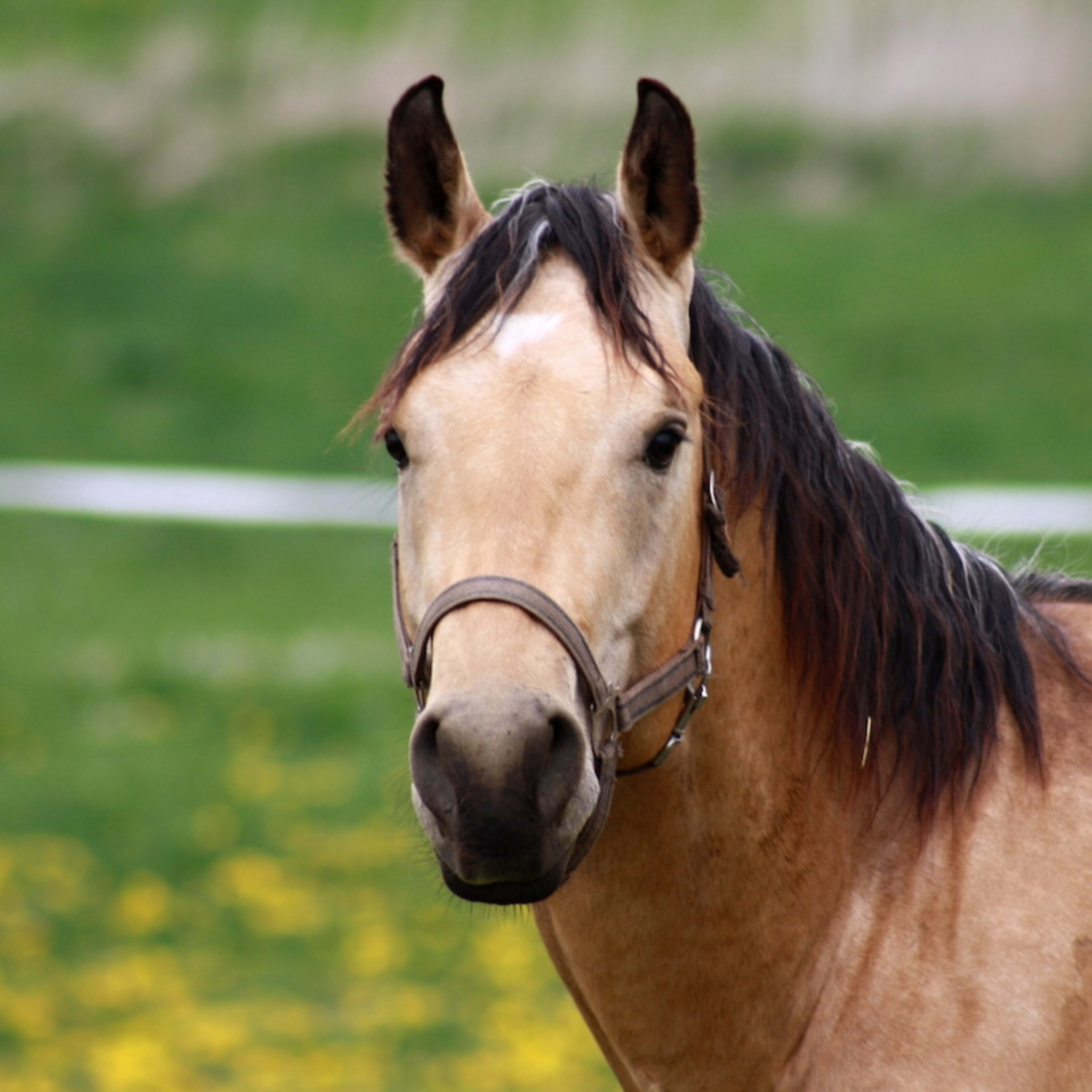 Spicy Horse Turns Into a 'Gentle Nanny' When Her Mom's New Baby Is ...