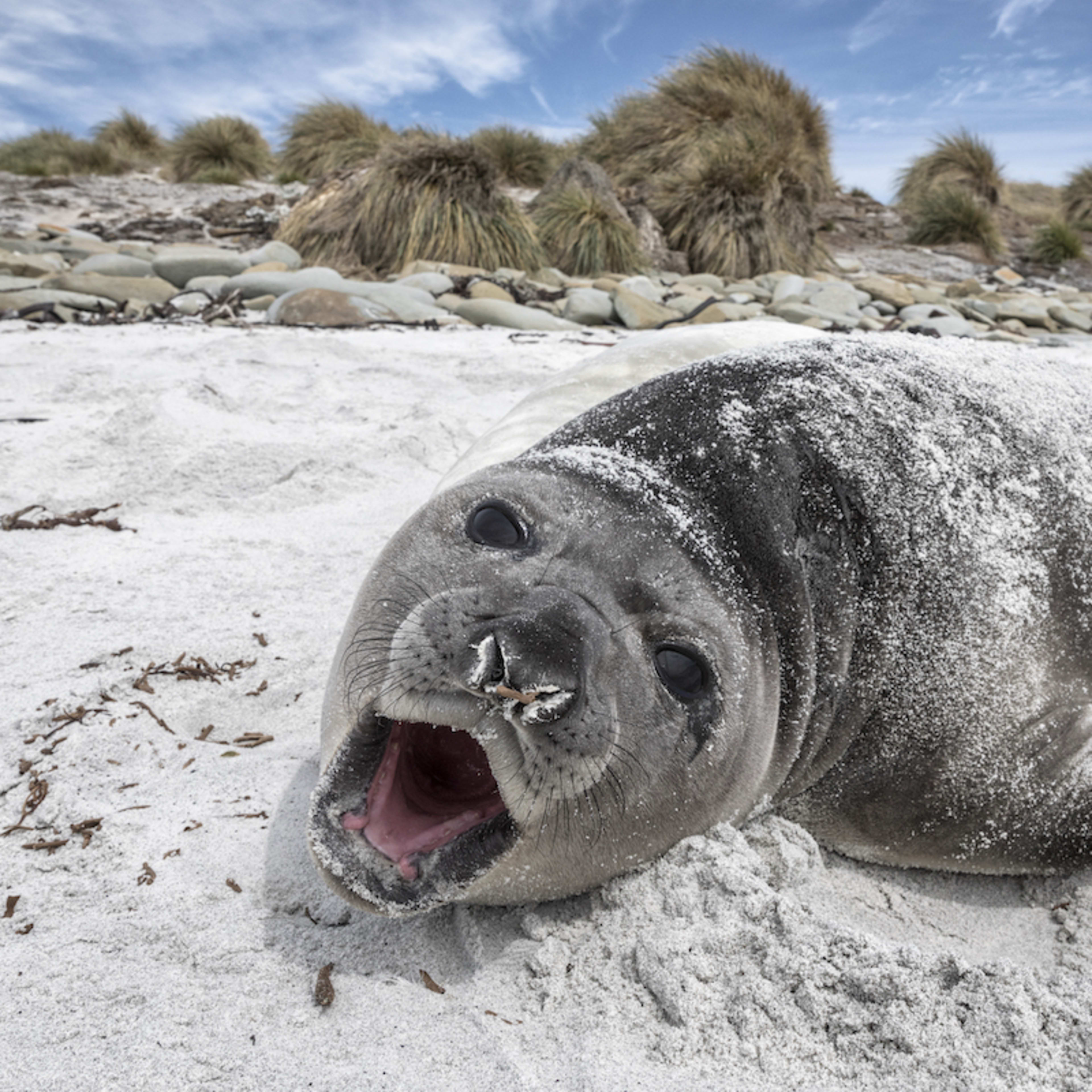 12 Big Tips for Raising Backyard Chickens - PetHelpful