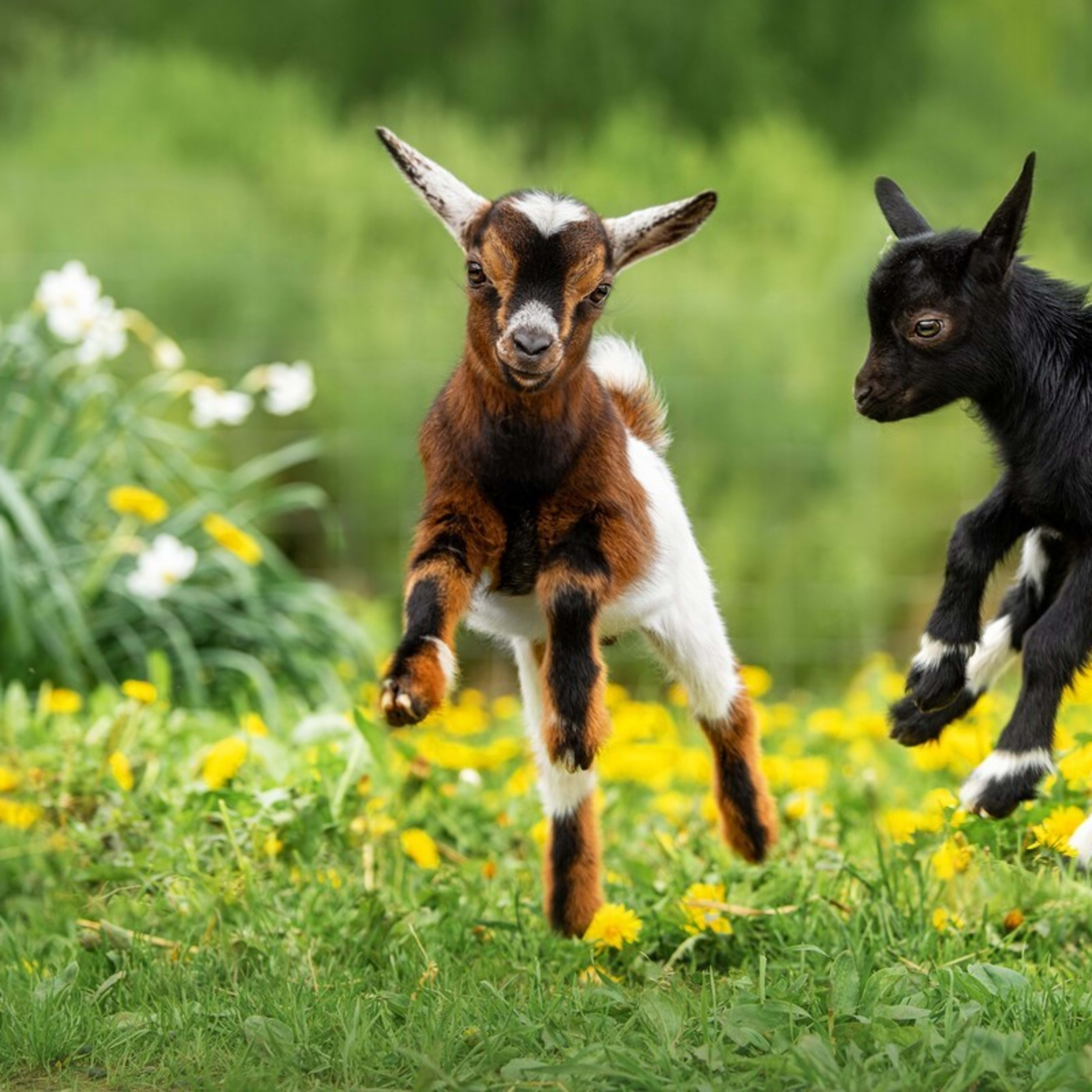 Goat’s Ultra-Unhinged Singing Voice Has People Replaying the Video ...