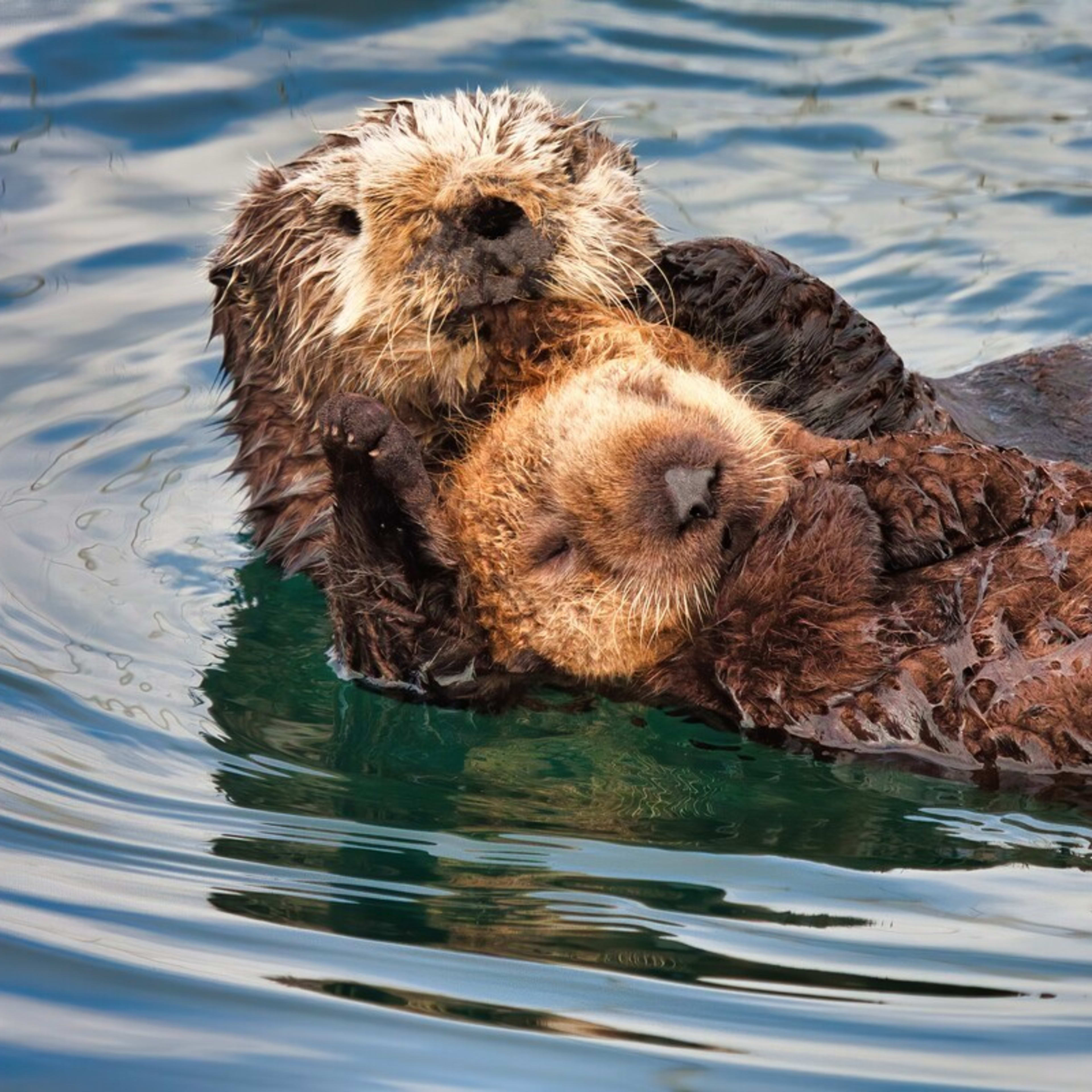 animals holding hands while sleeping