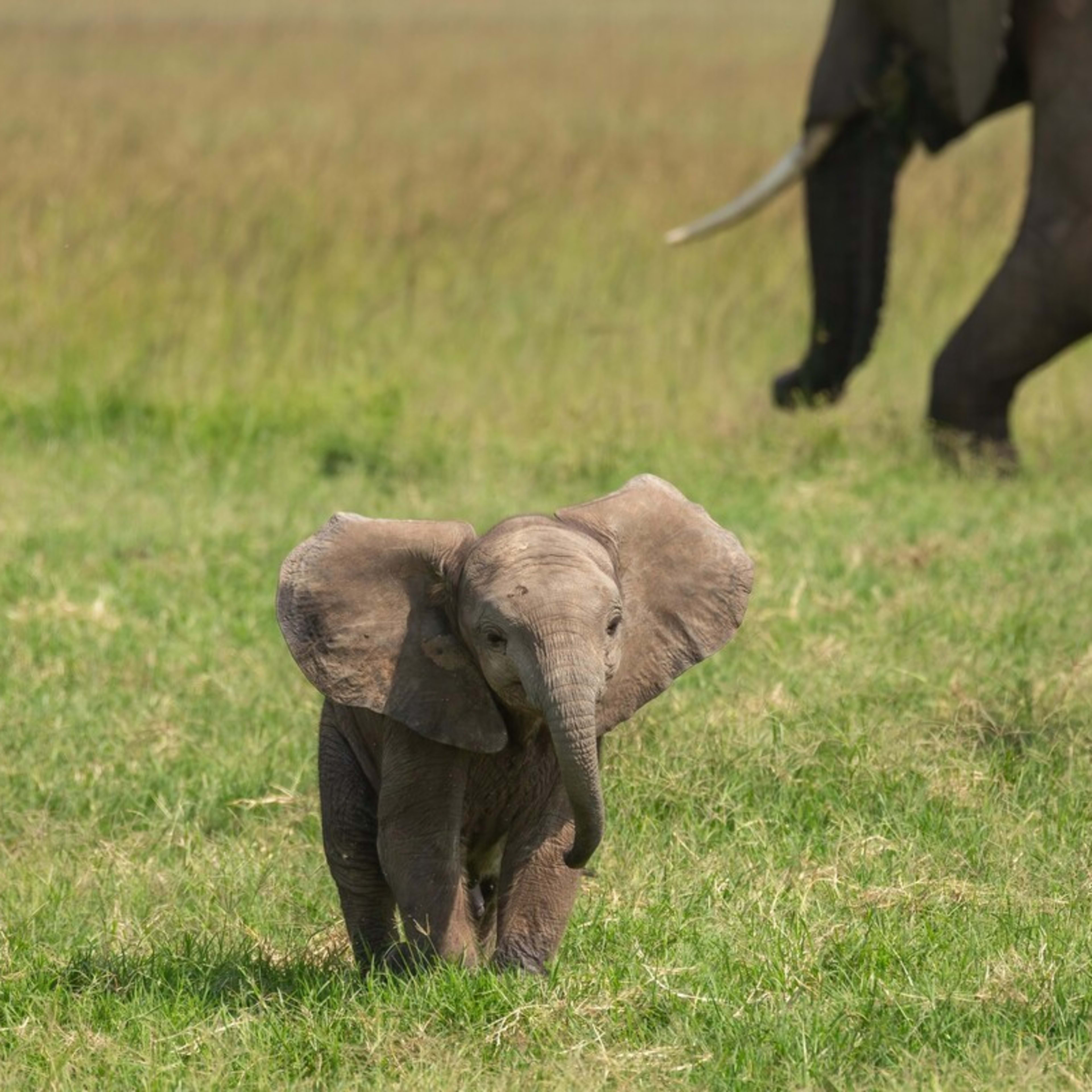 Baby Elephant Having a ‘Pool Party’ in a Puddle Is Total Cuteness ...