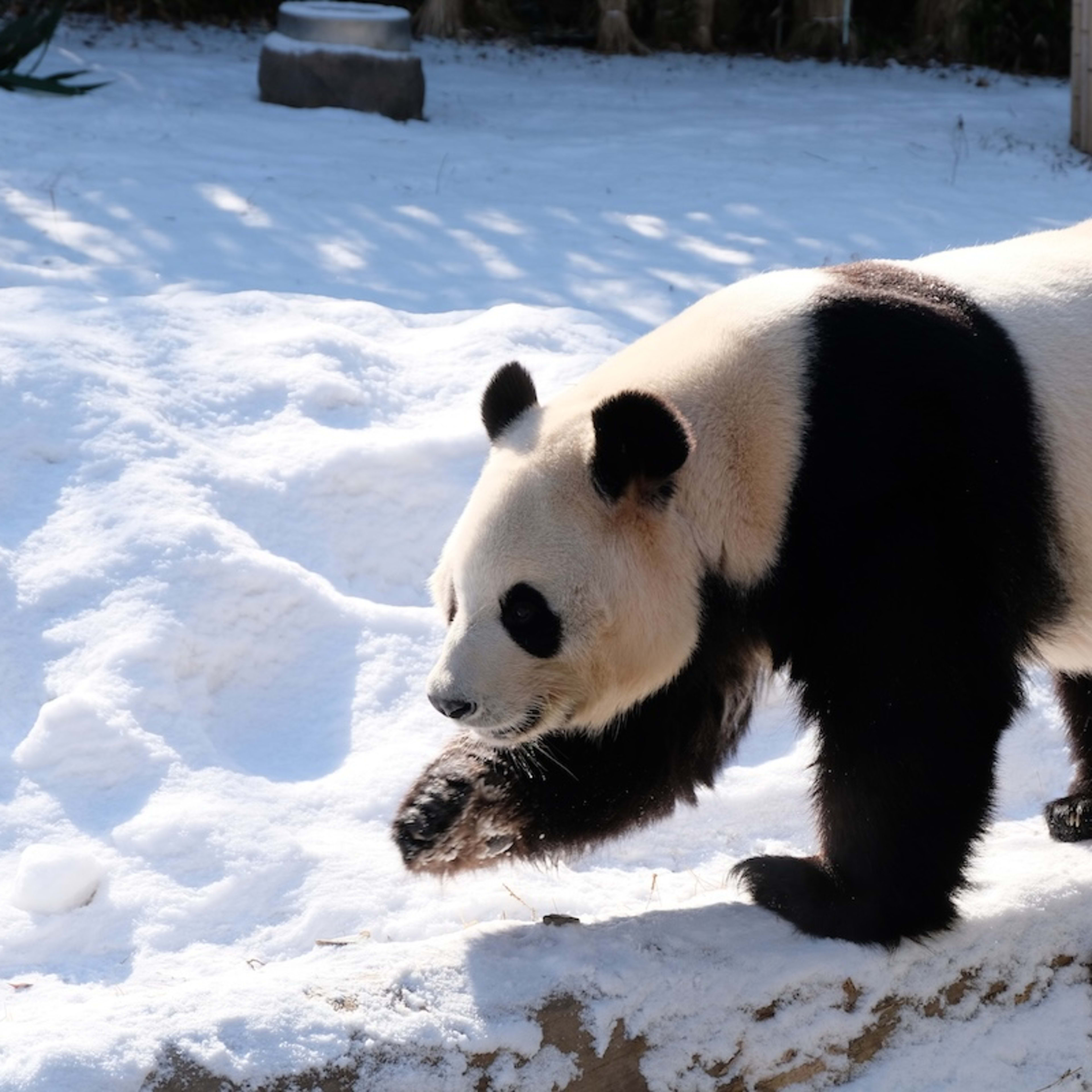 Maine Coon Cats Have a Legit Snowball Fight After Dad Brings the White ...