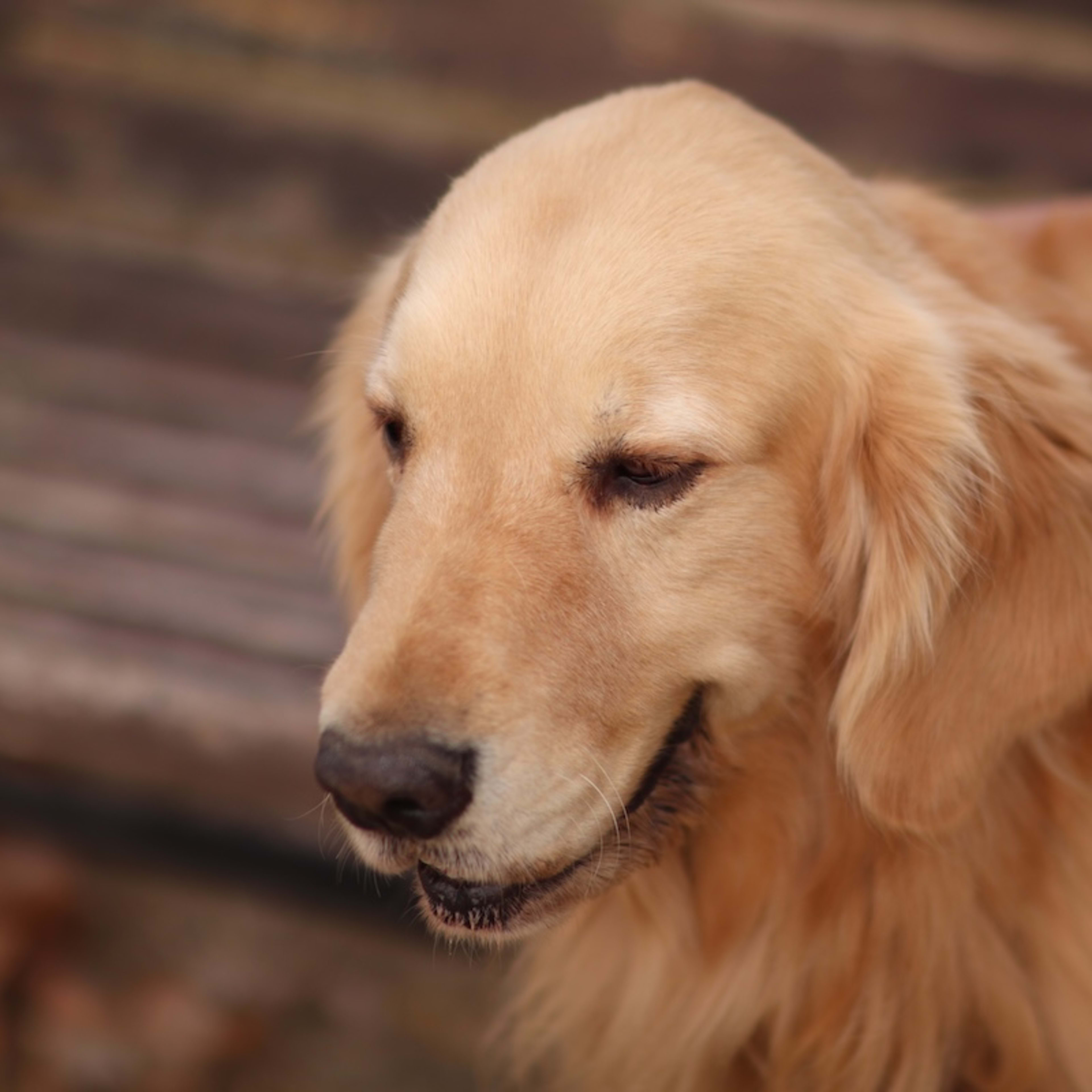 Golden Retriever and BFF Bunny Do Everything Together and It's Totally ...