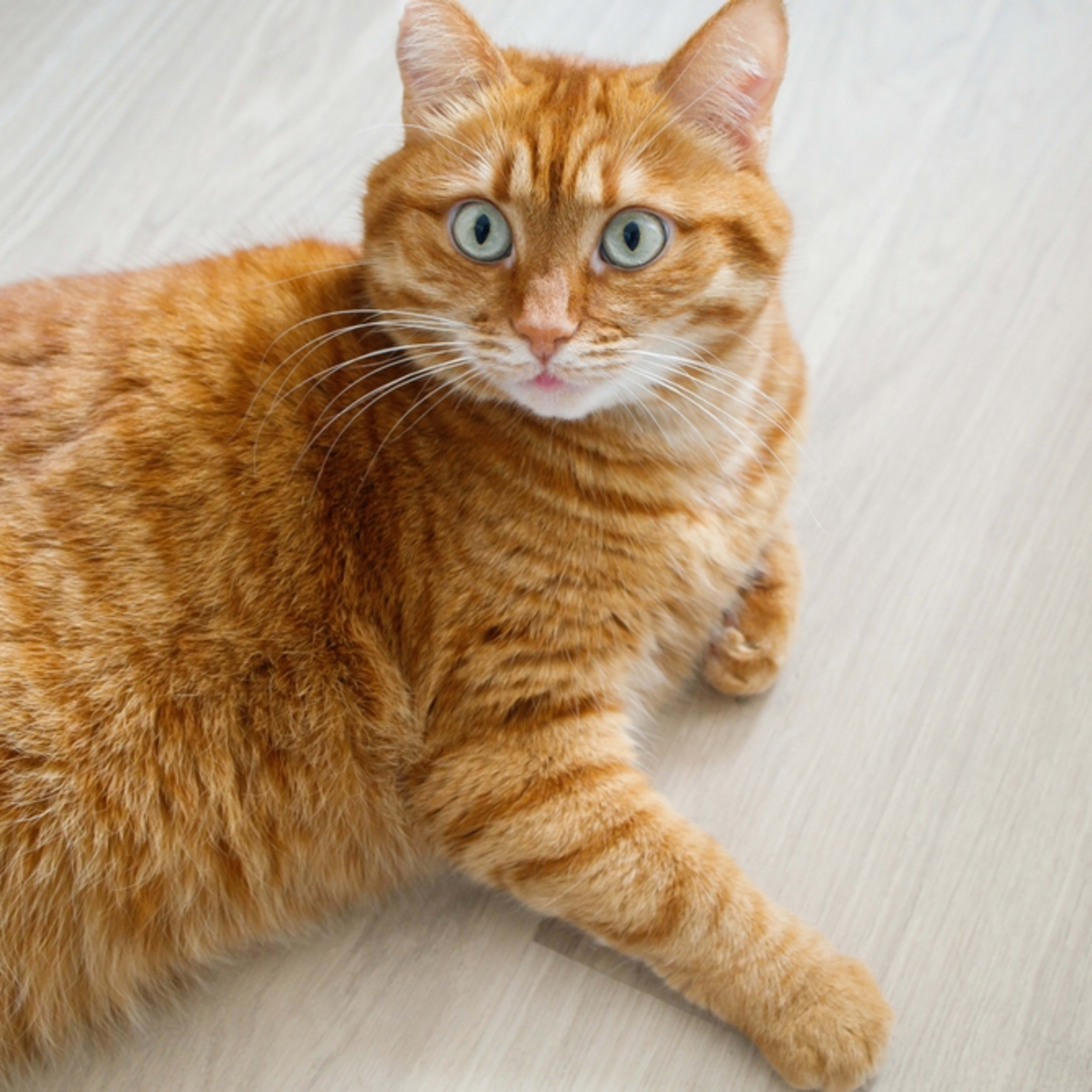 Causes of Sagging, Loose Skin in Dogs - PetHelpful