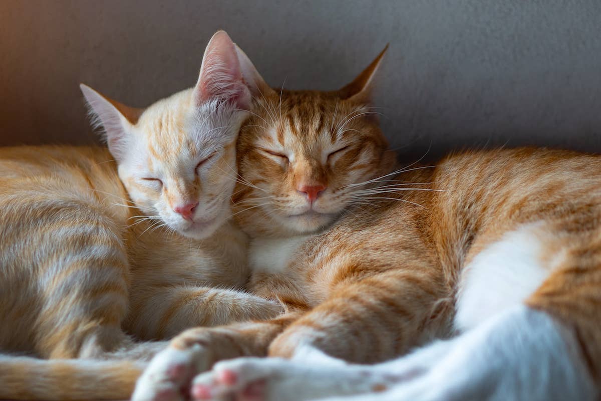 We Can't Stop Watching This Orange Cat Being an Orange Cat - PetHelpful