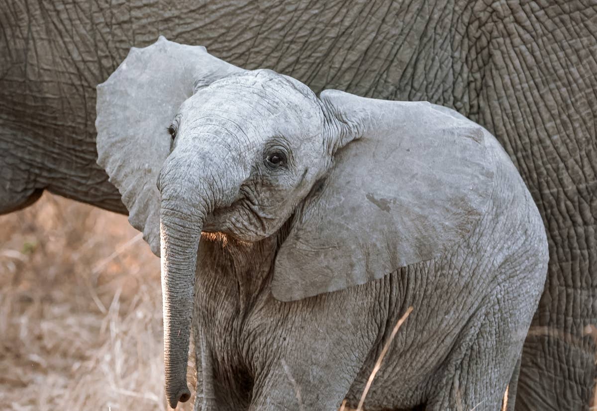 Smithsonian National Zoo Welcomes First Baby Elephant Born There in 25 ...