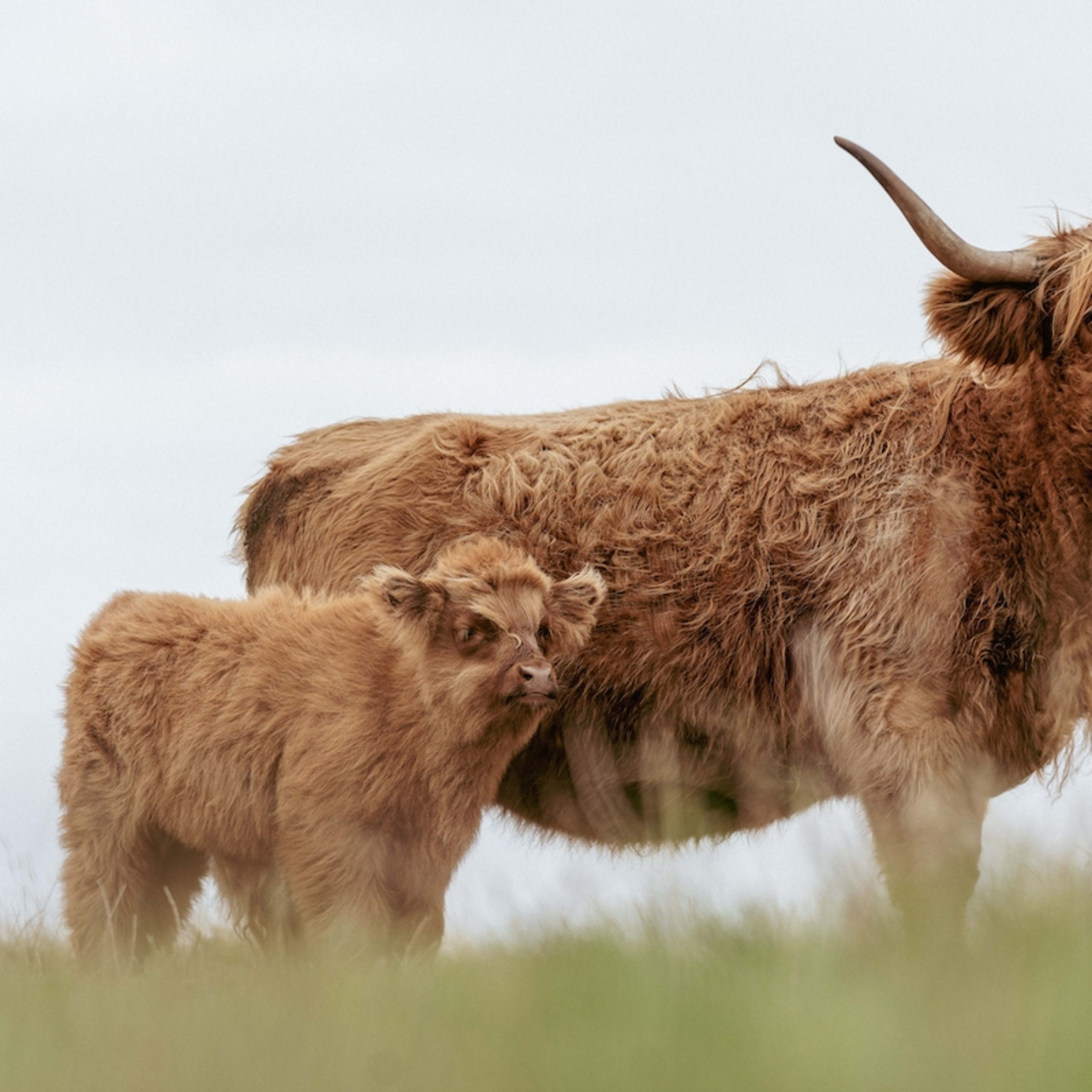 Baby Cow’s First Time in the Snow Ends With Adorable Zoomies - PetHelpful
