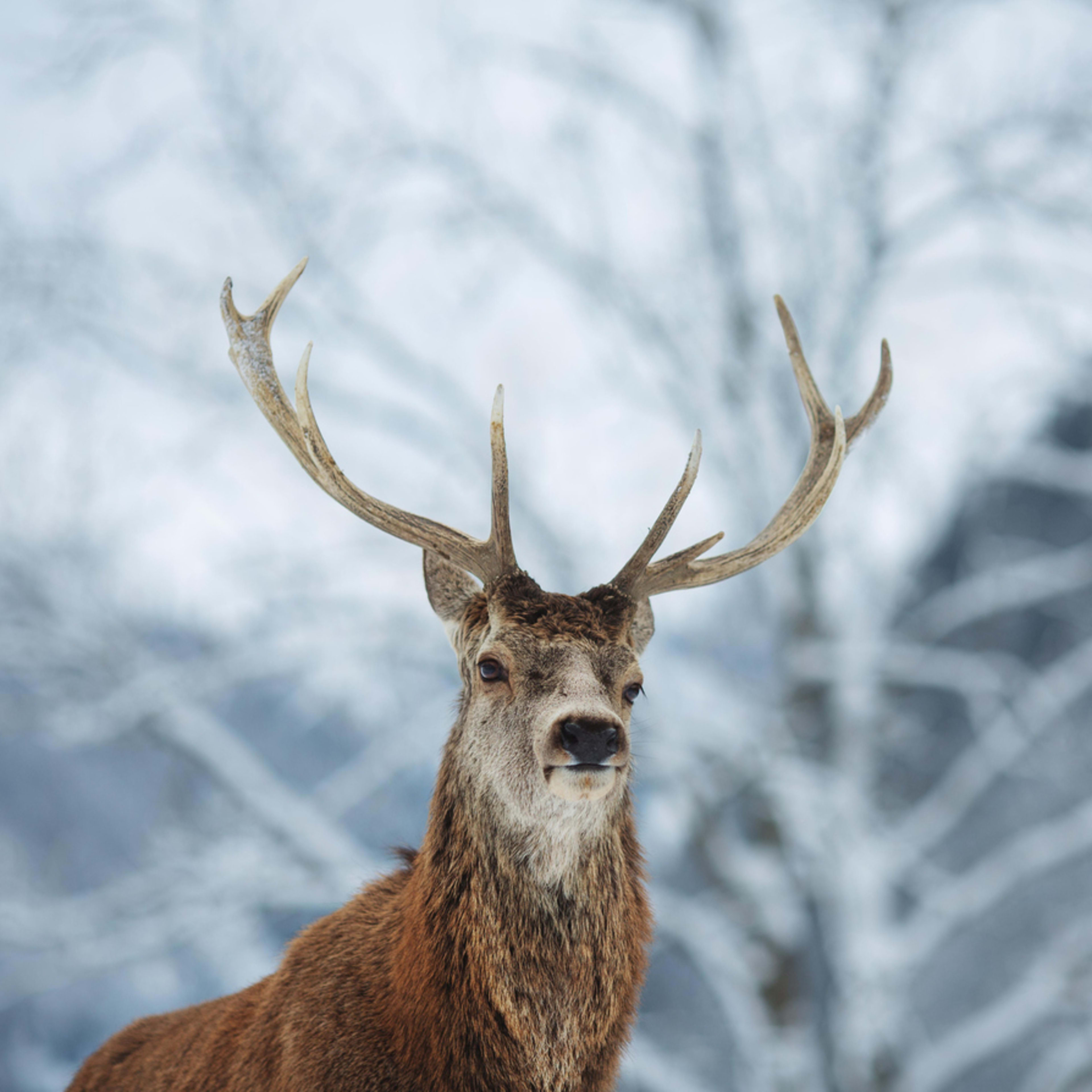 Boston Terrier Helps Mom Decorate the Christmas Tree in the Cutest ...