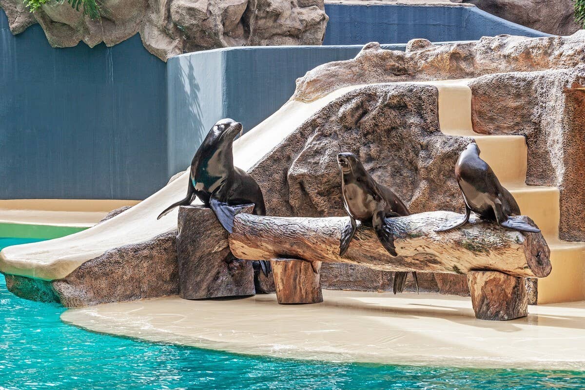 California Sea Lion Who Commandeers Boat Like a Sea Captain Has Us ...